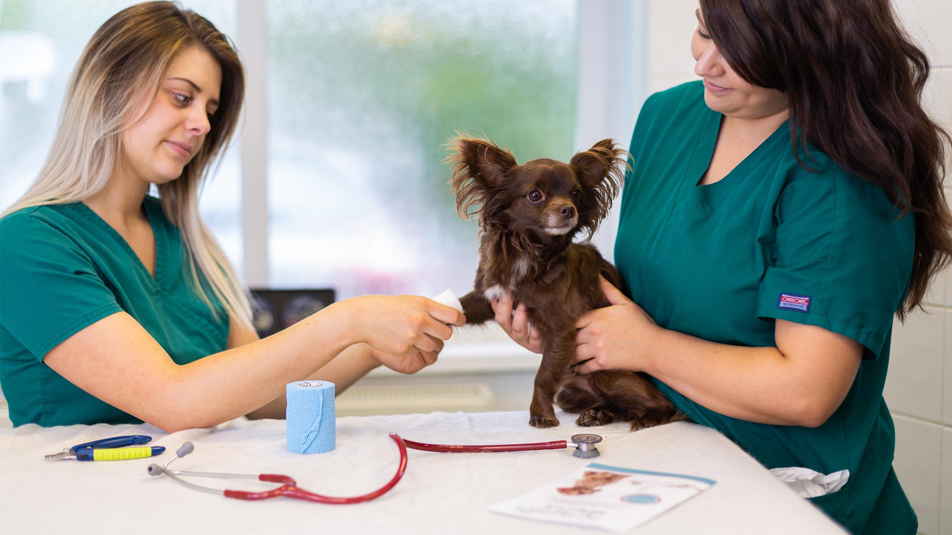 Local Vet Services | Heath Vets in Cardiff - Heath Vets