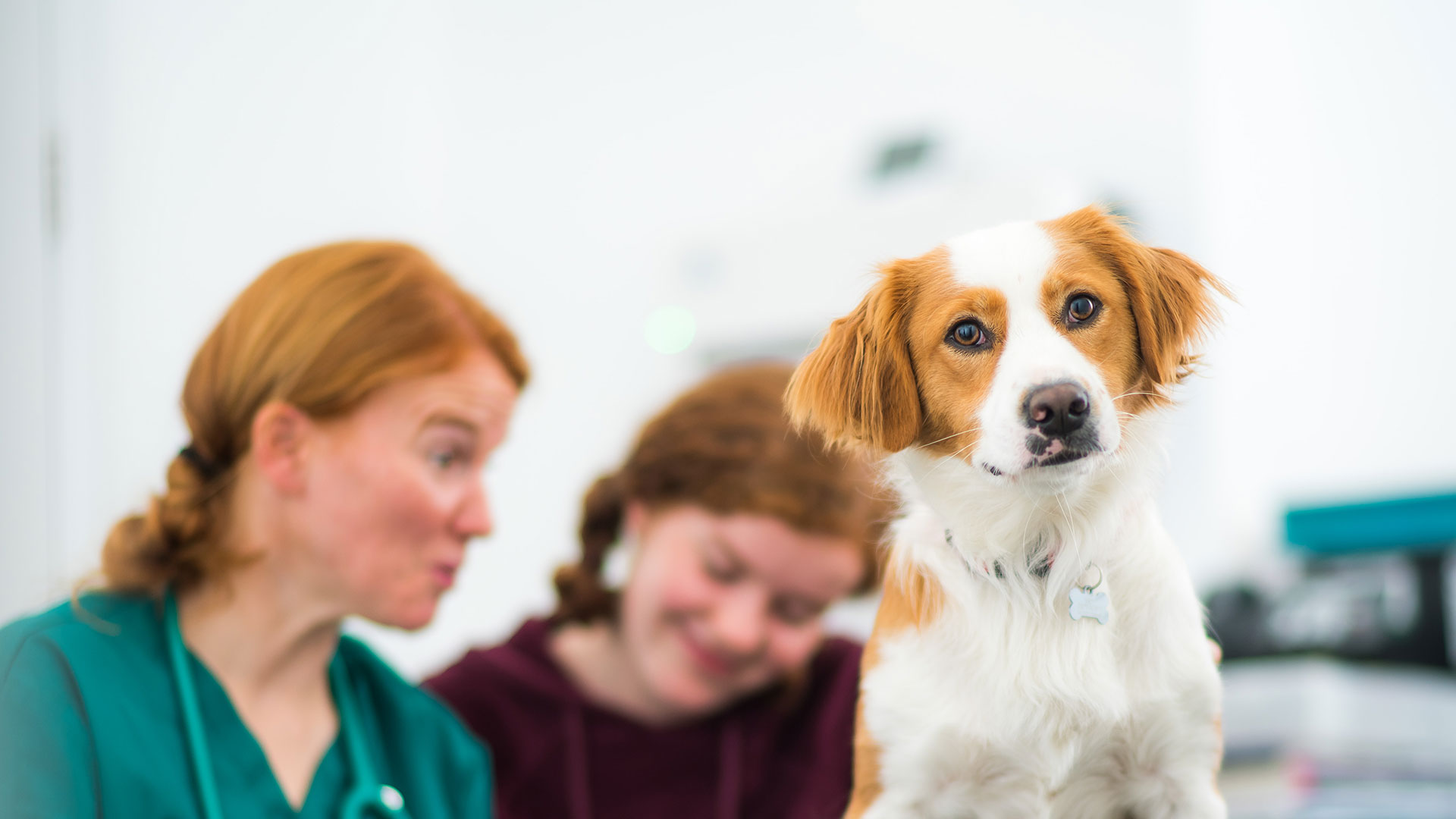 About Us | Affordable, Local Vets in Hampshire - Hook Vets