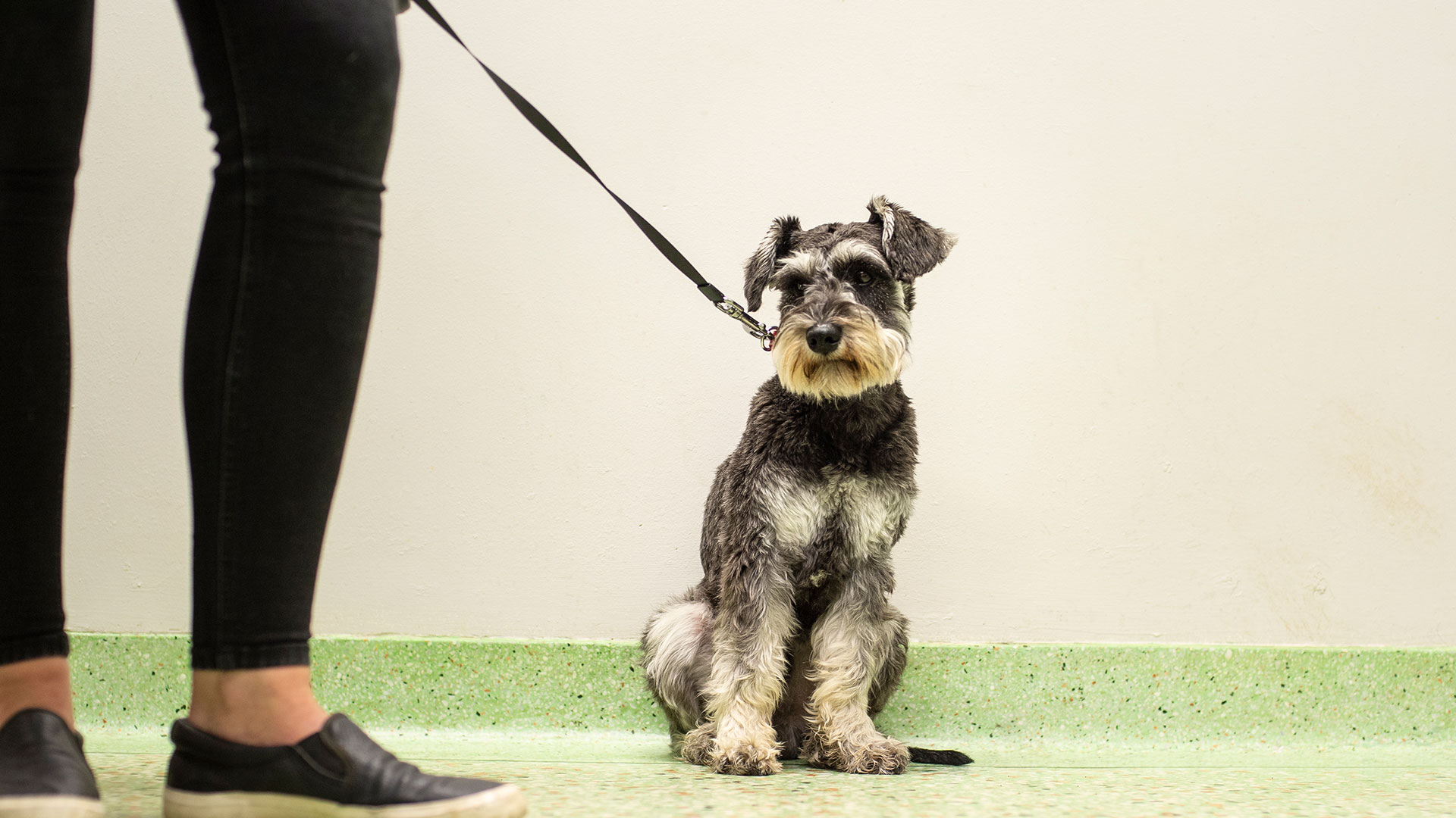 Vets in Alloa | People & Places - Inglis Vets