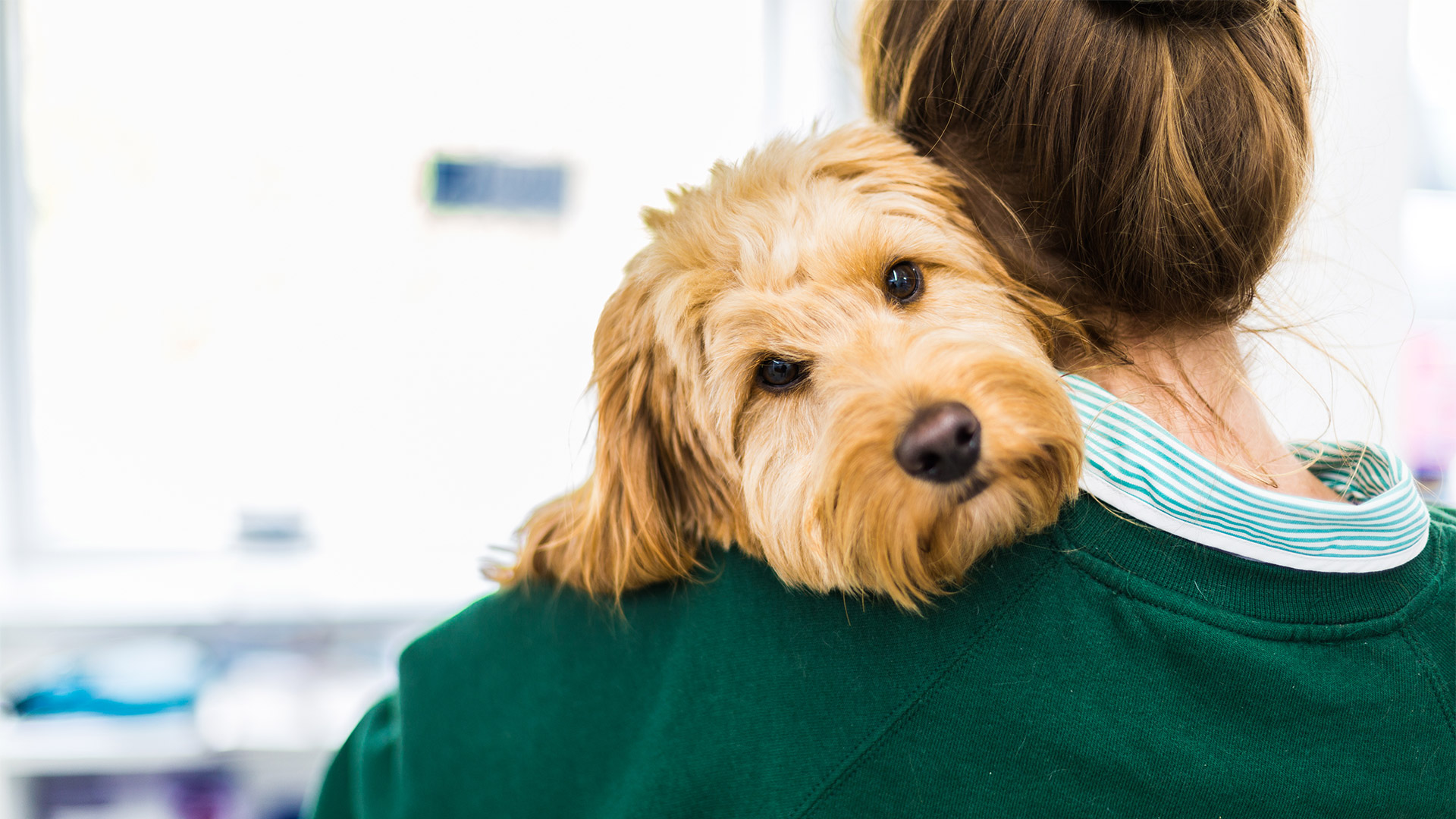 Vets in Inverkeithing | People & Places - Inglis Vets