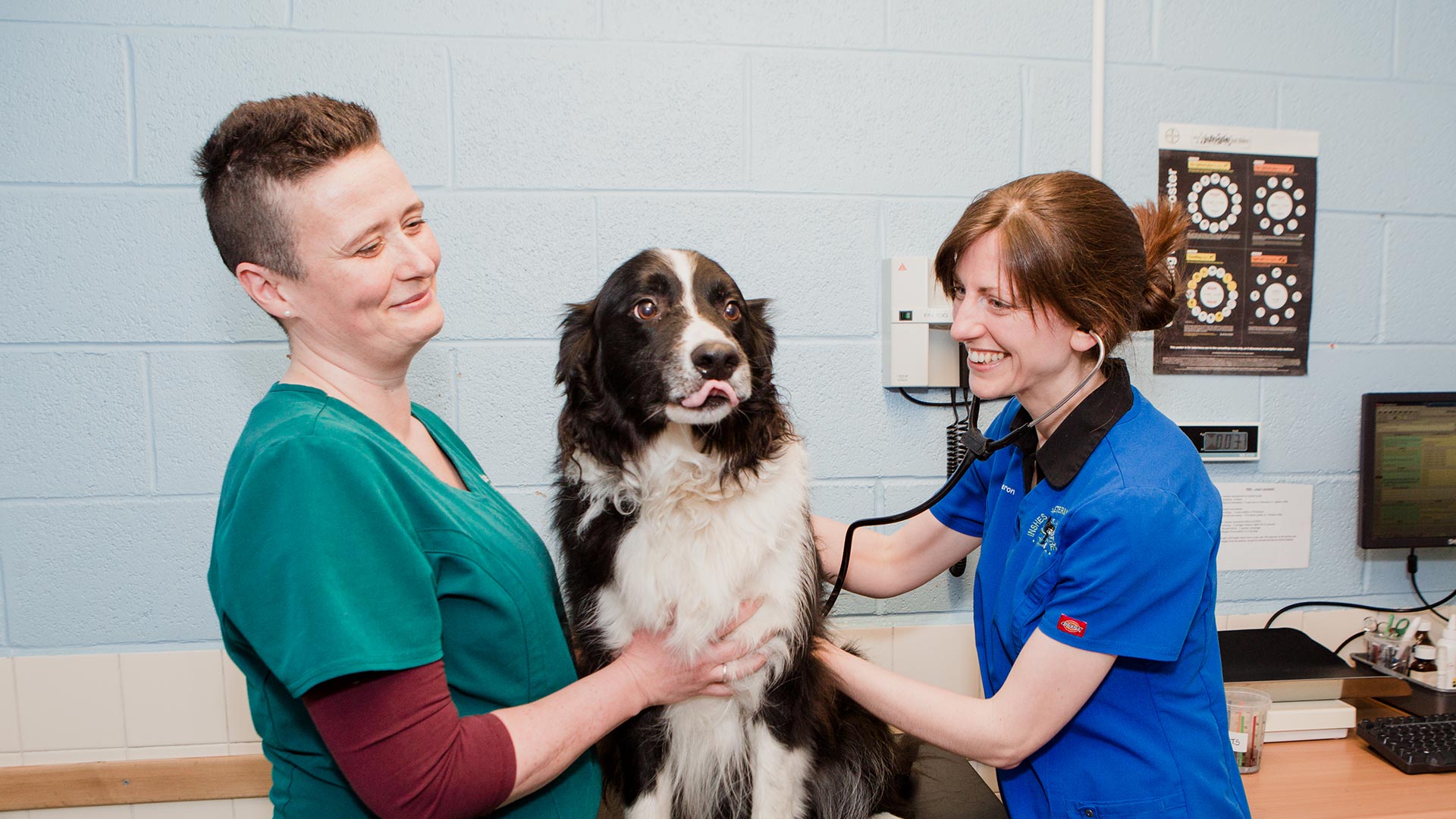 Find Vets In & Near Inverness | Inshes Veterinary Centre - Inshes Vets