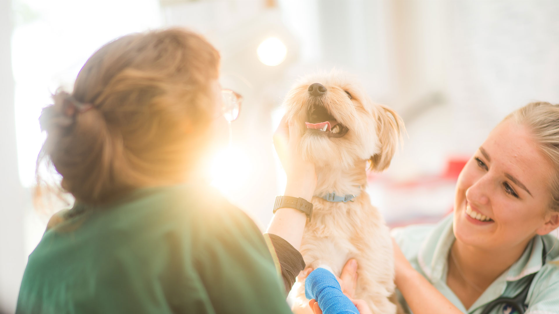 Veterinary Support Vacancies - IVC Evidensia Ireland