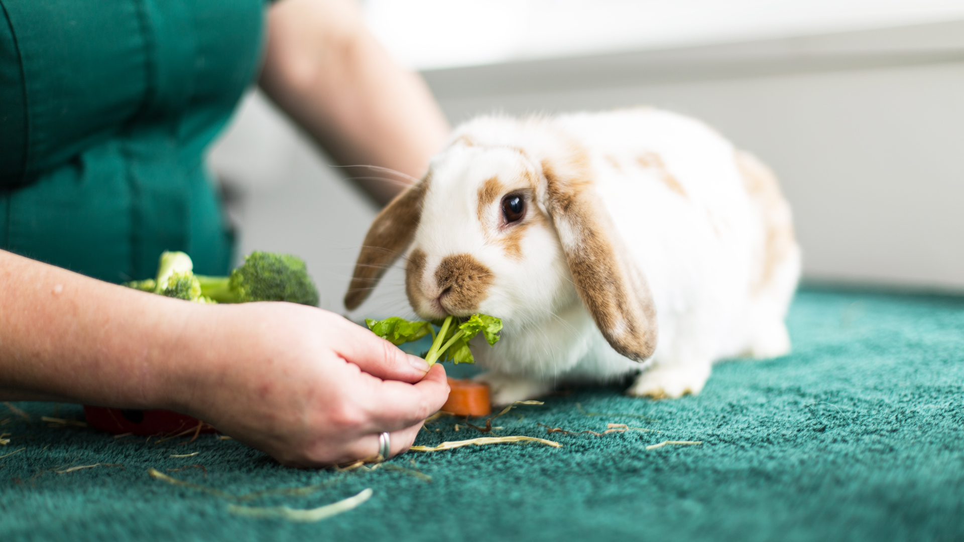 Blog | Local Vets in Balfron - Jackson Vets
