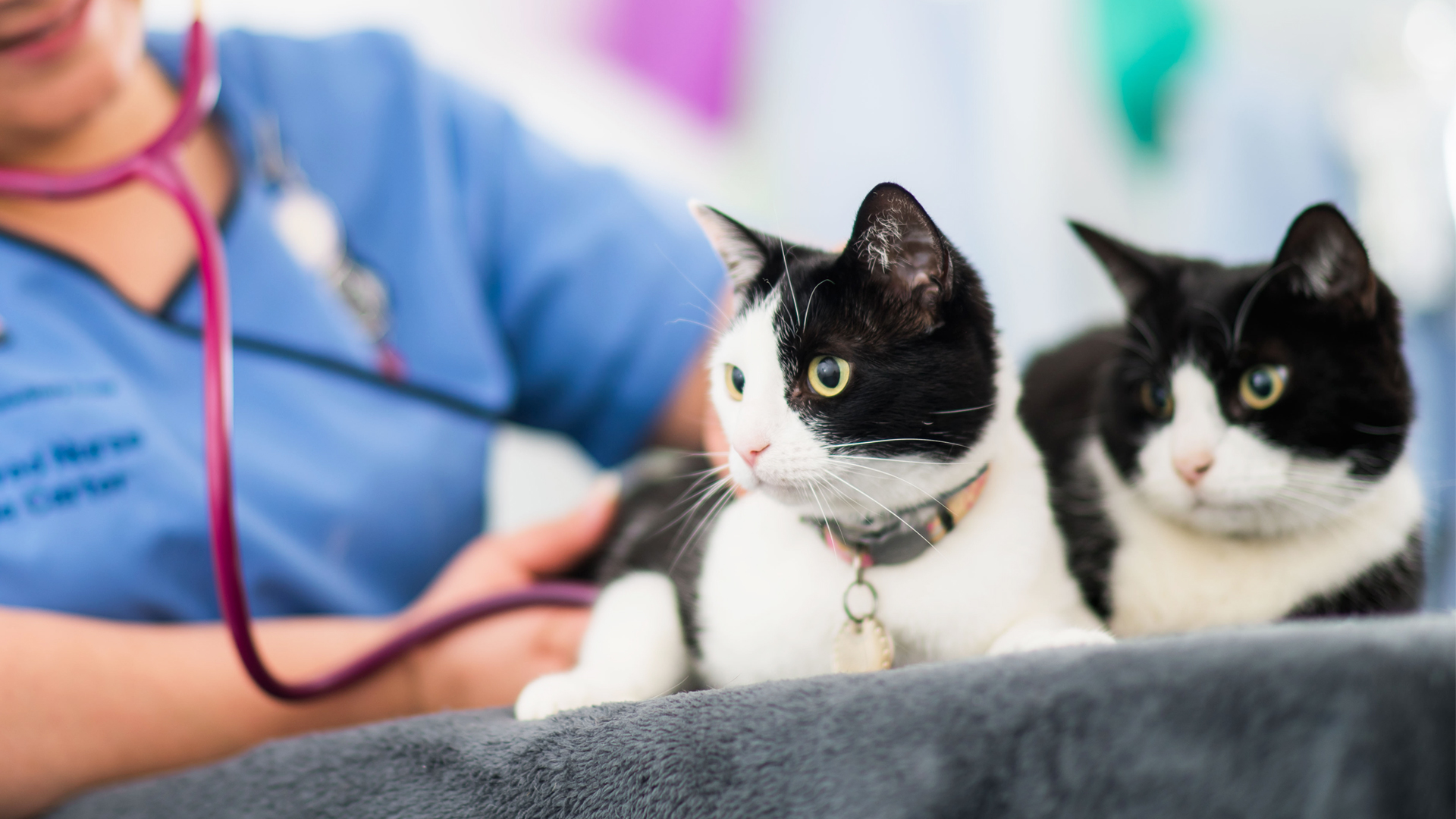 Meet the Team | Local Vets in Balfron - Jackson Vets