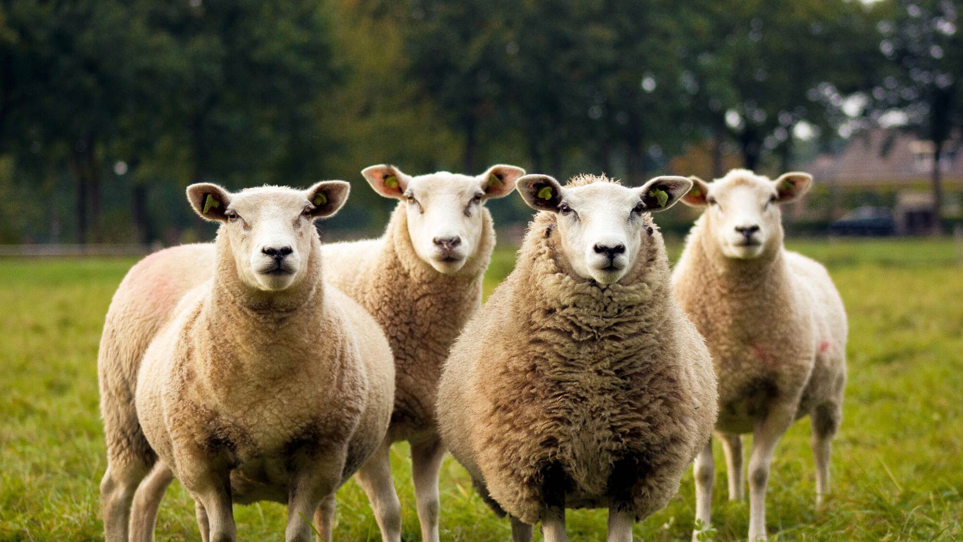 Sheep Veterinary Services | Local Vet in Bodmin - Kernow Farm and Equine