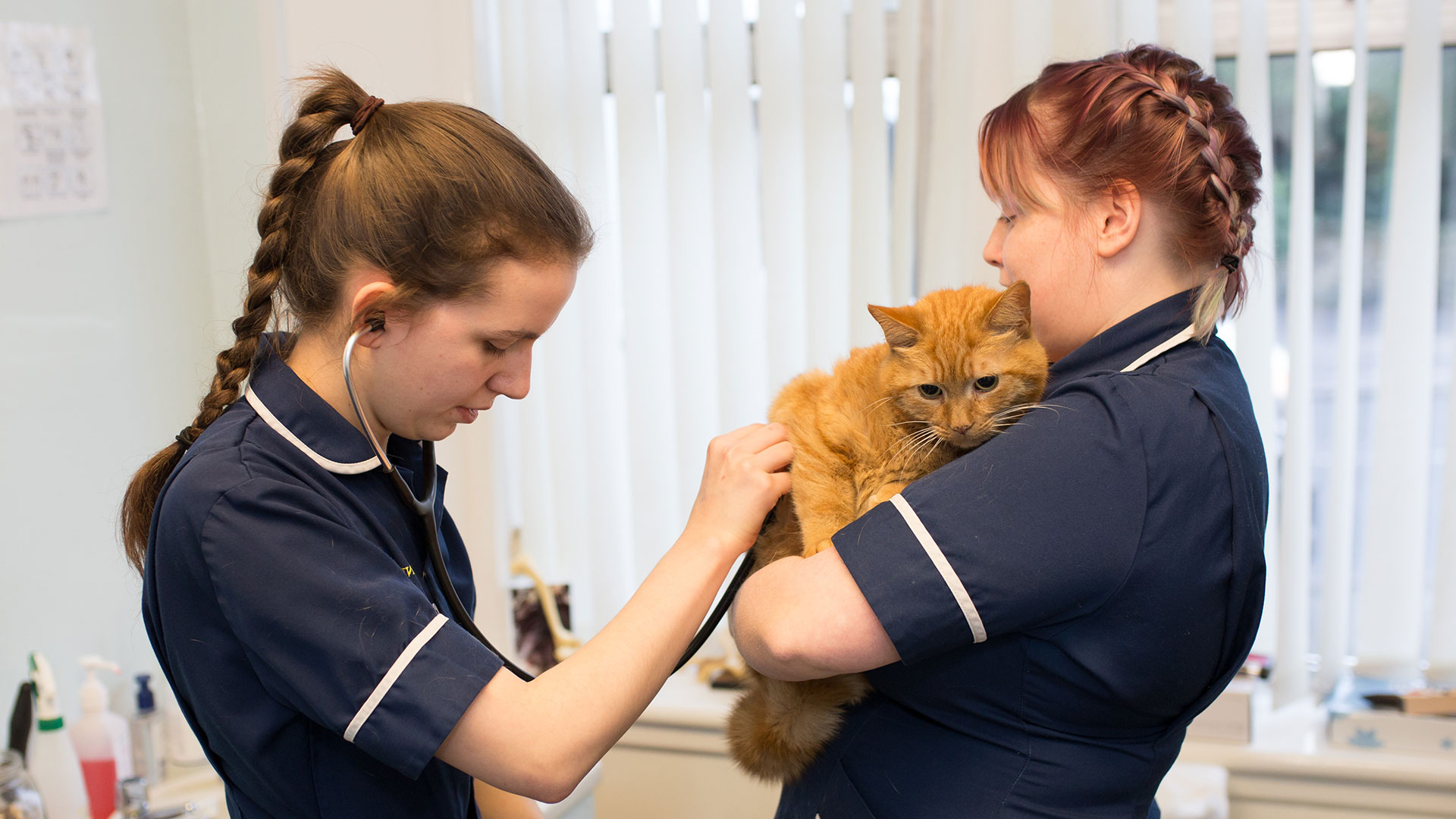 About Us | Kilbarchan Vets | Johnstone, Glasgow - Kilbarchan Vets