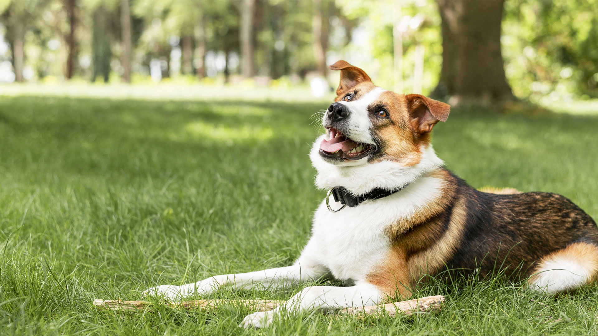 Small Animal Services | Vets in Sherborne, Yeovil & Gillingham ...