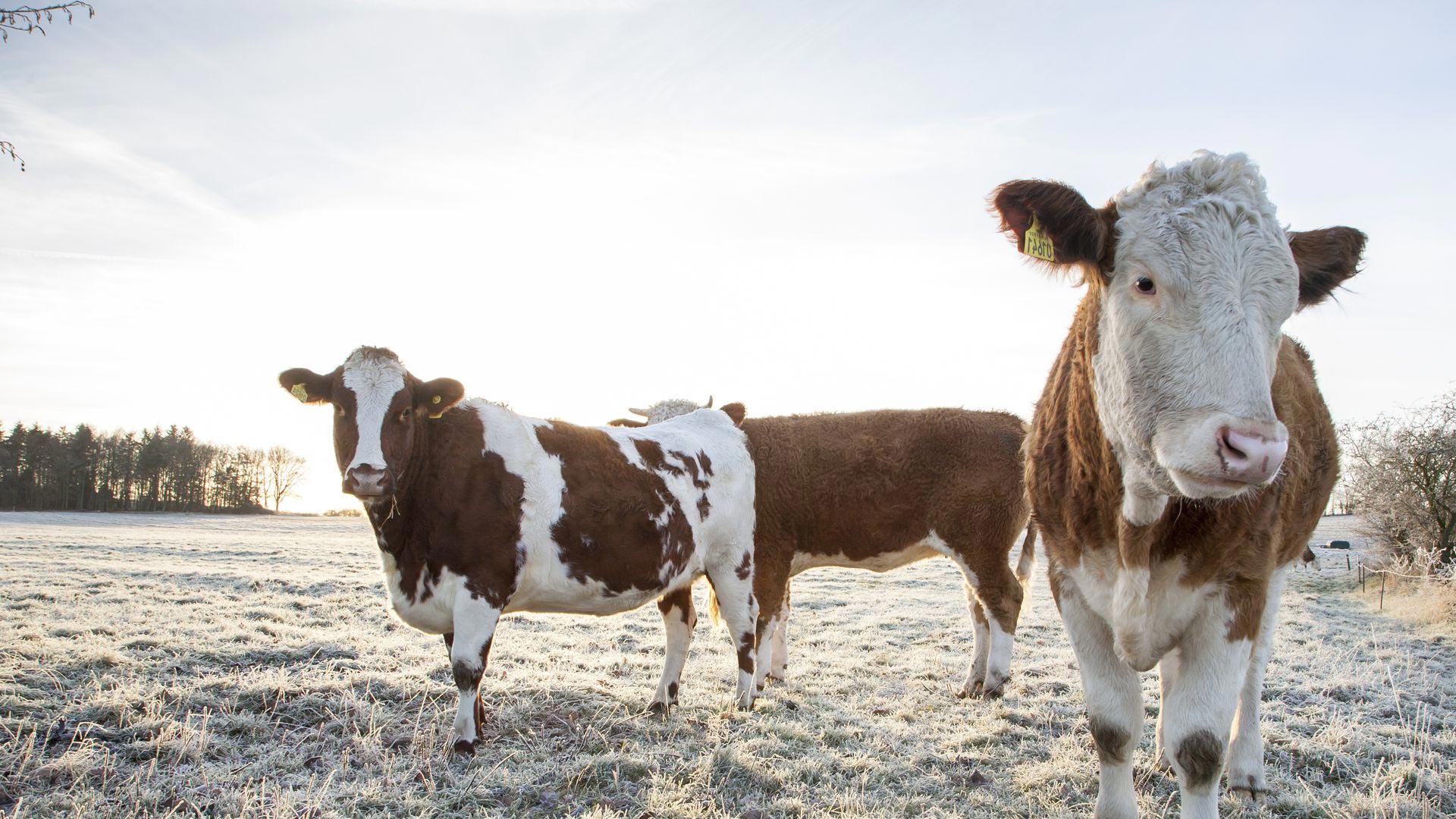 About Us | Vets in Sherborne, Yeovil & Gillingham - Kingston Vets Somerset