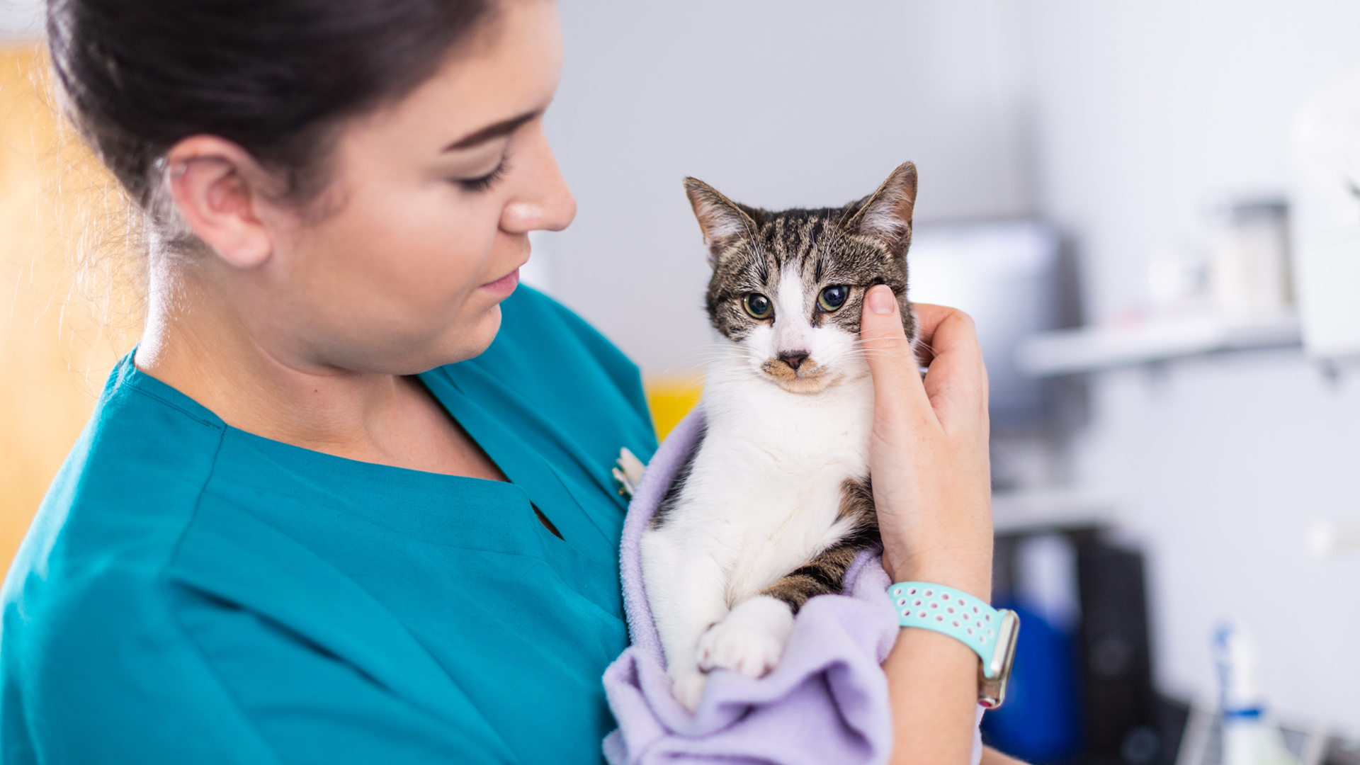 Cat Vaccinations | Vets in Sherborne, Yeovil & Gillingham - Kingston ...