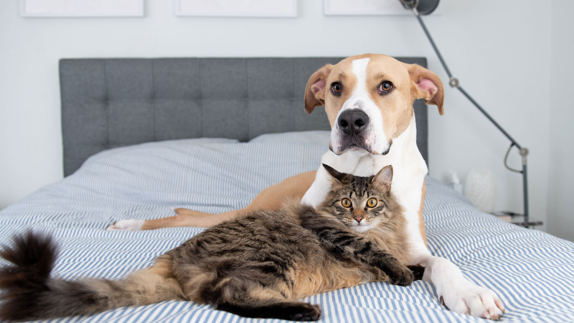 Flea & Worm Advice | Vets in Sherborne, Yeovil & Gillingham - Kingston ...