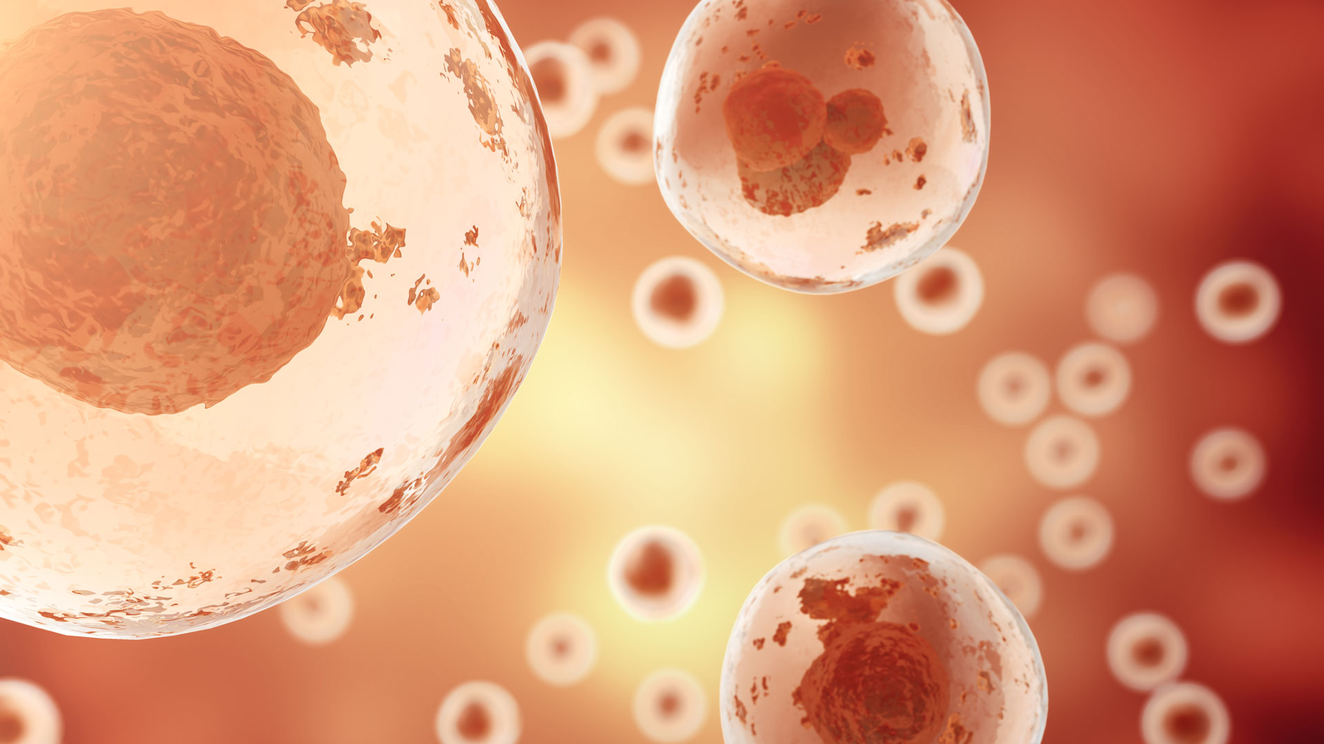 Stem Cell Therapy | Small Animal Services - Kingston Vets Somerset