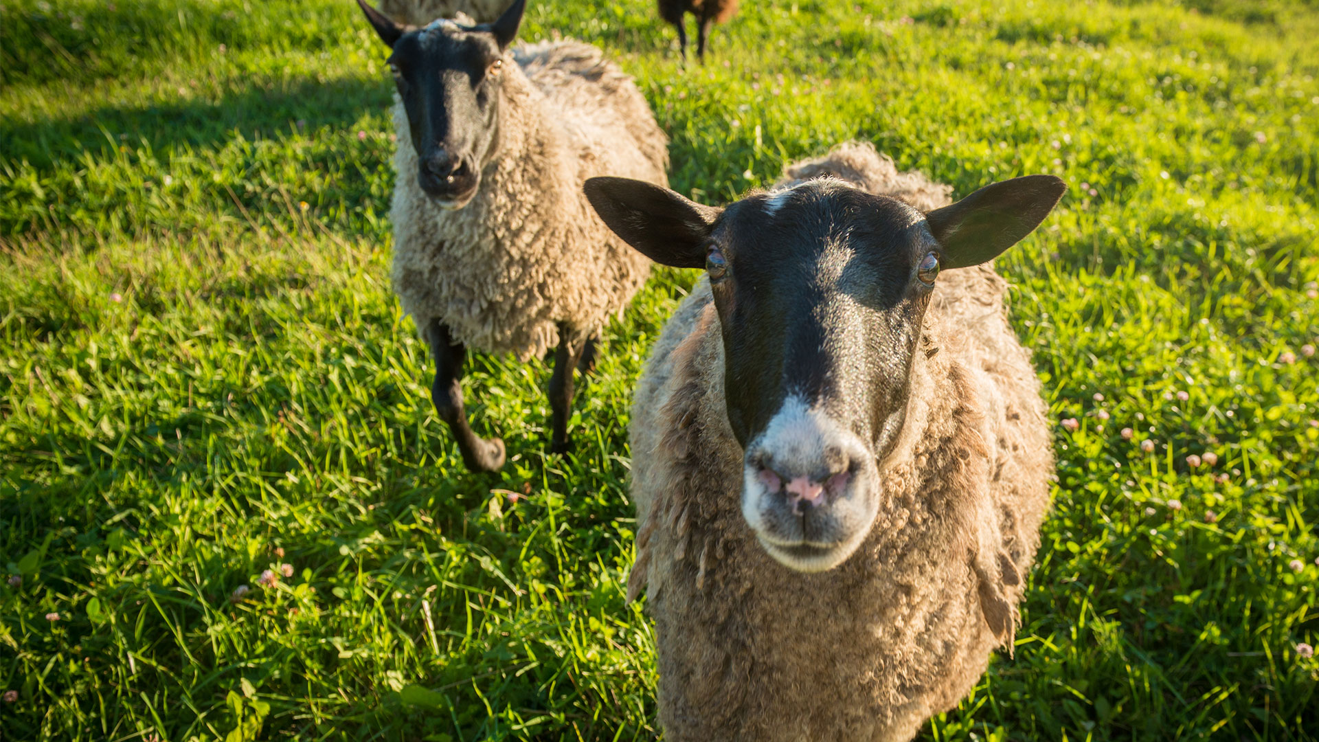 Contact Us | Local Vets in Ballymoney and Coleraine - Knockanboy Vets