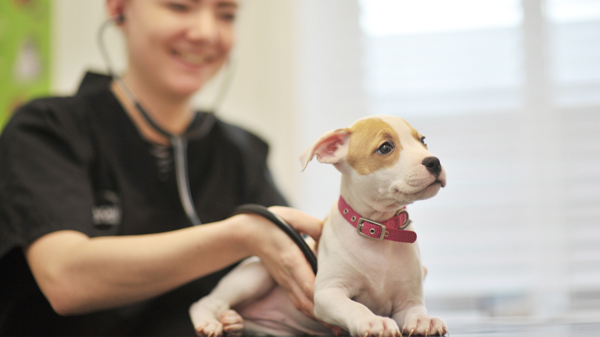 Pet Advice | Local Vets in Shropshire - Leonard Brothers Vets