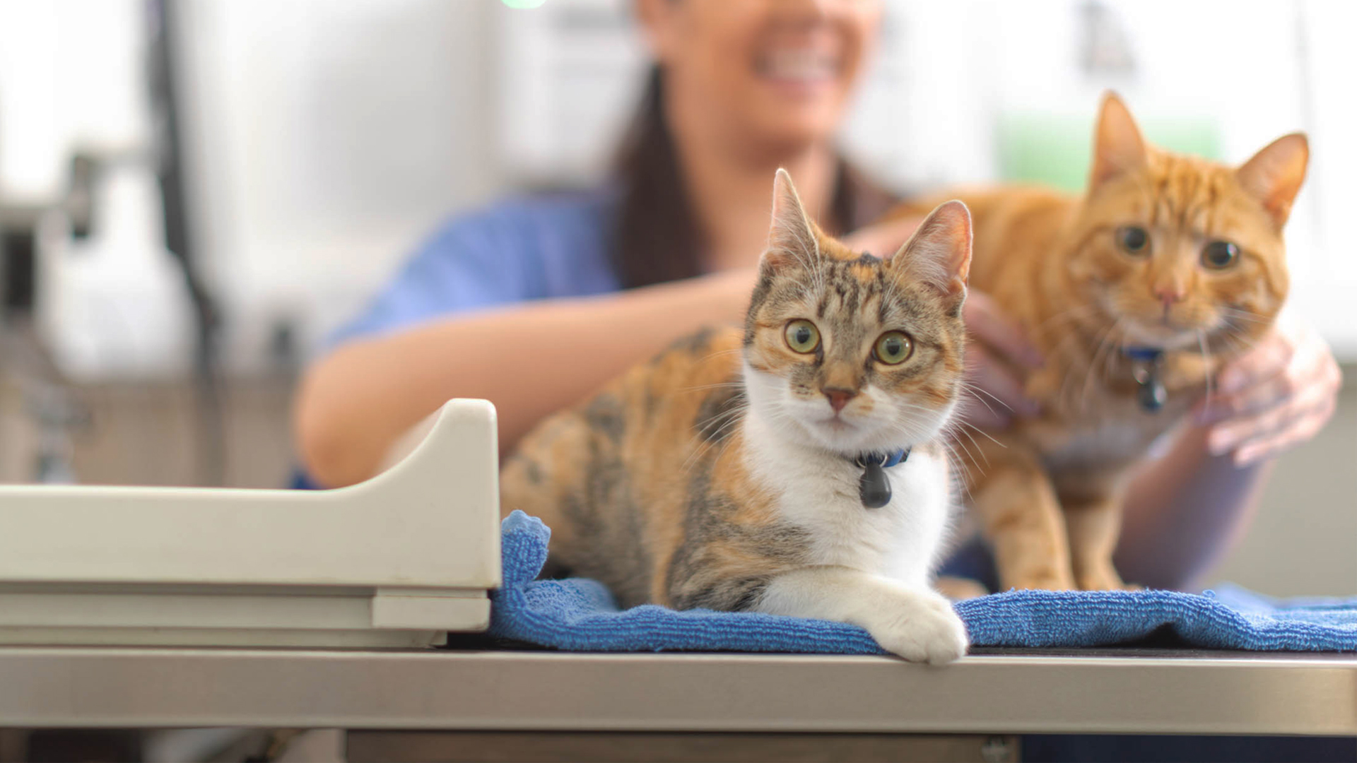 Vets in Shropshire | Local Vets in Shropshire - Leonard Brothers Vets