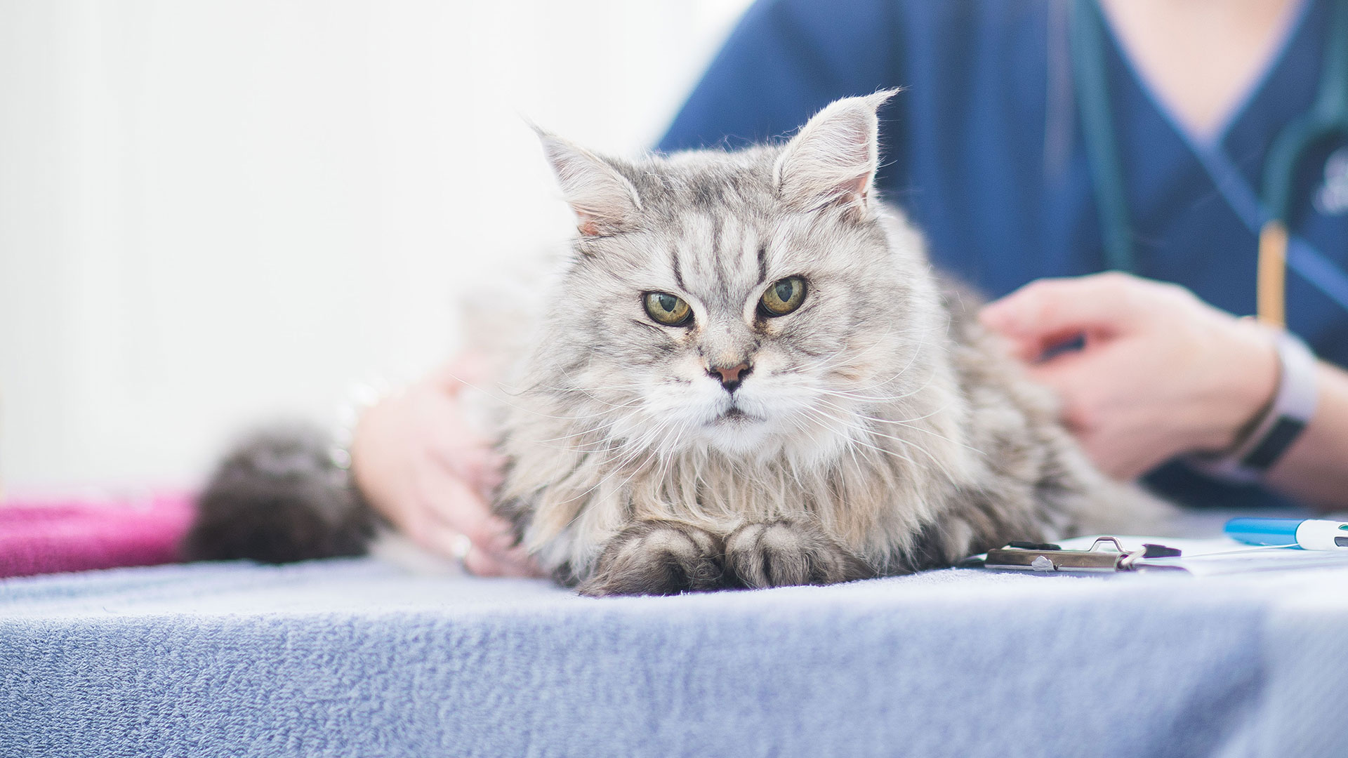 Magnificent Moggies Clinic | Local Vets in Stoke-on-Trent - Lime Tree Vets