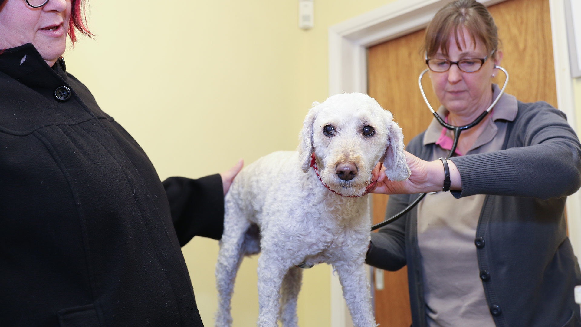 Your Vet In Lincoln | Pet Advice - Linc Vet