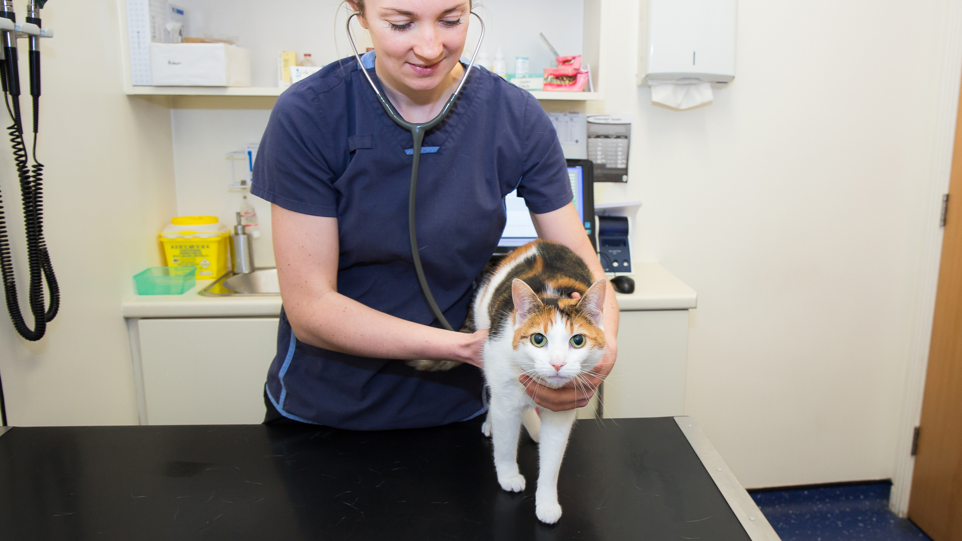 Kitten Behaviour | Kitten Advice - Links Vet