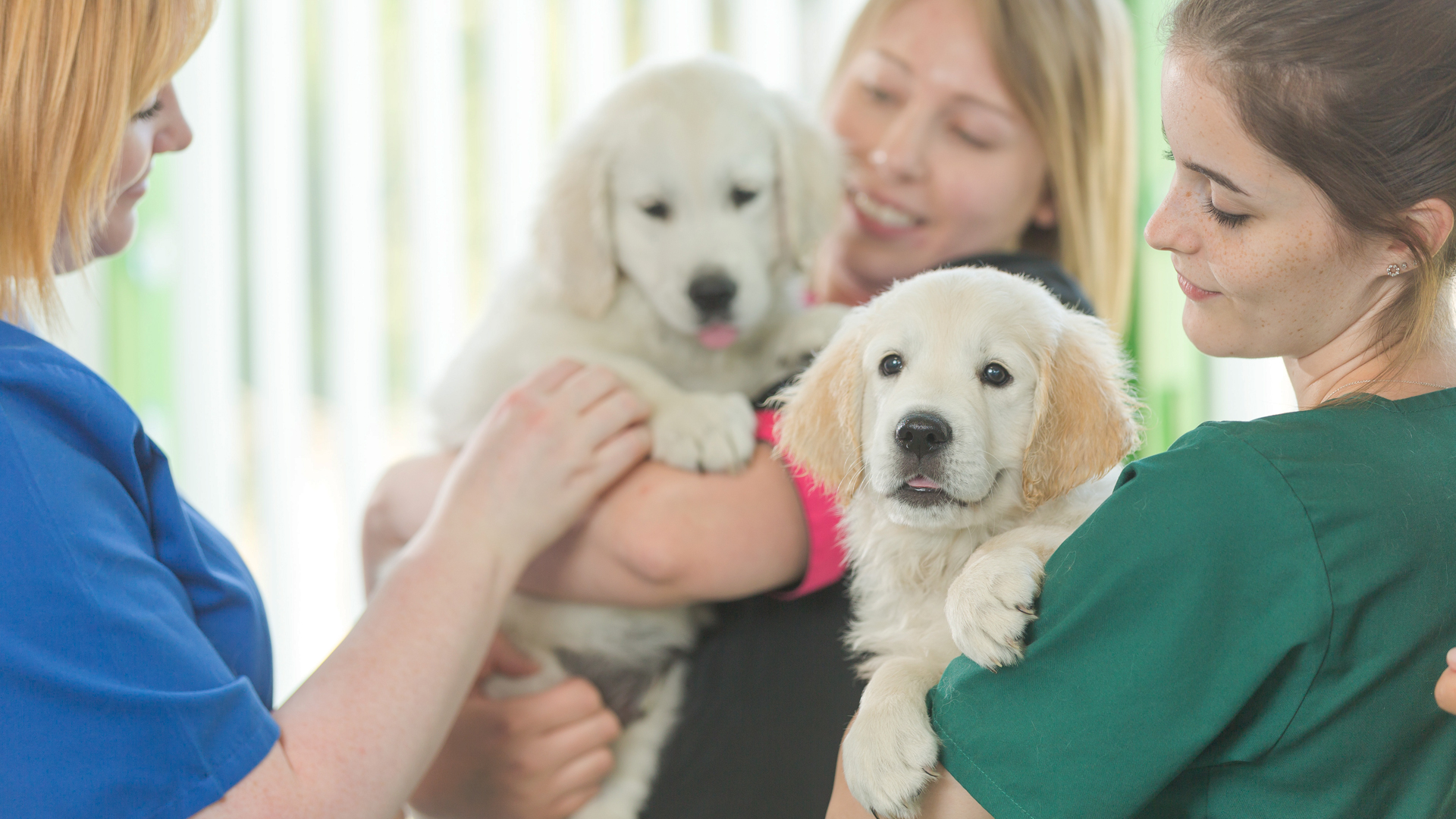 Puppy-Proofing Your Home | Puppy Advice - Links Vet