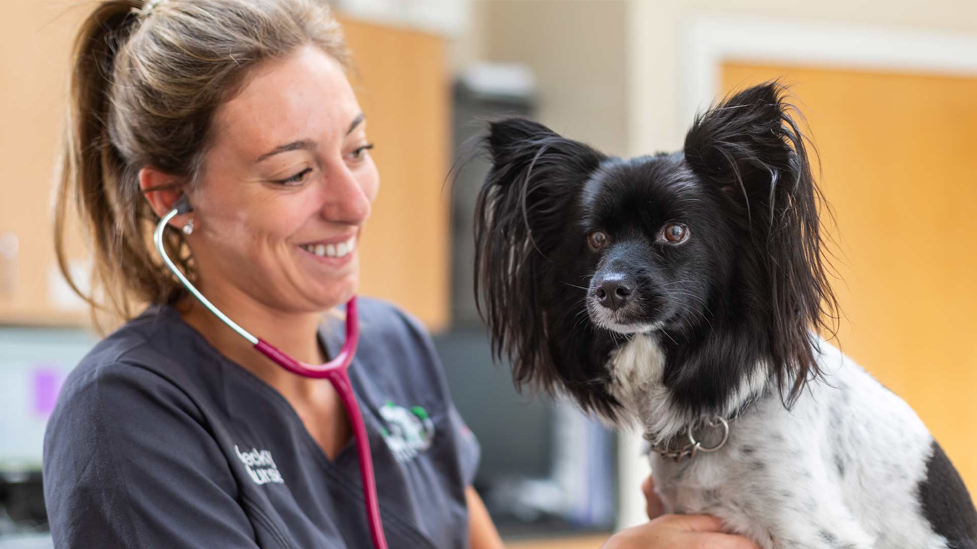 Pet Advice | Vets in Kingstanding & Great Barr - Scott & Lydon Vets