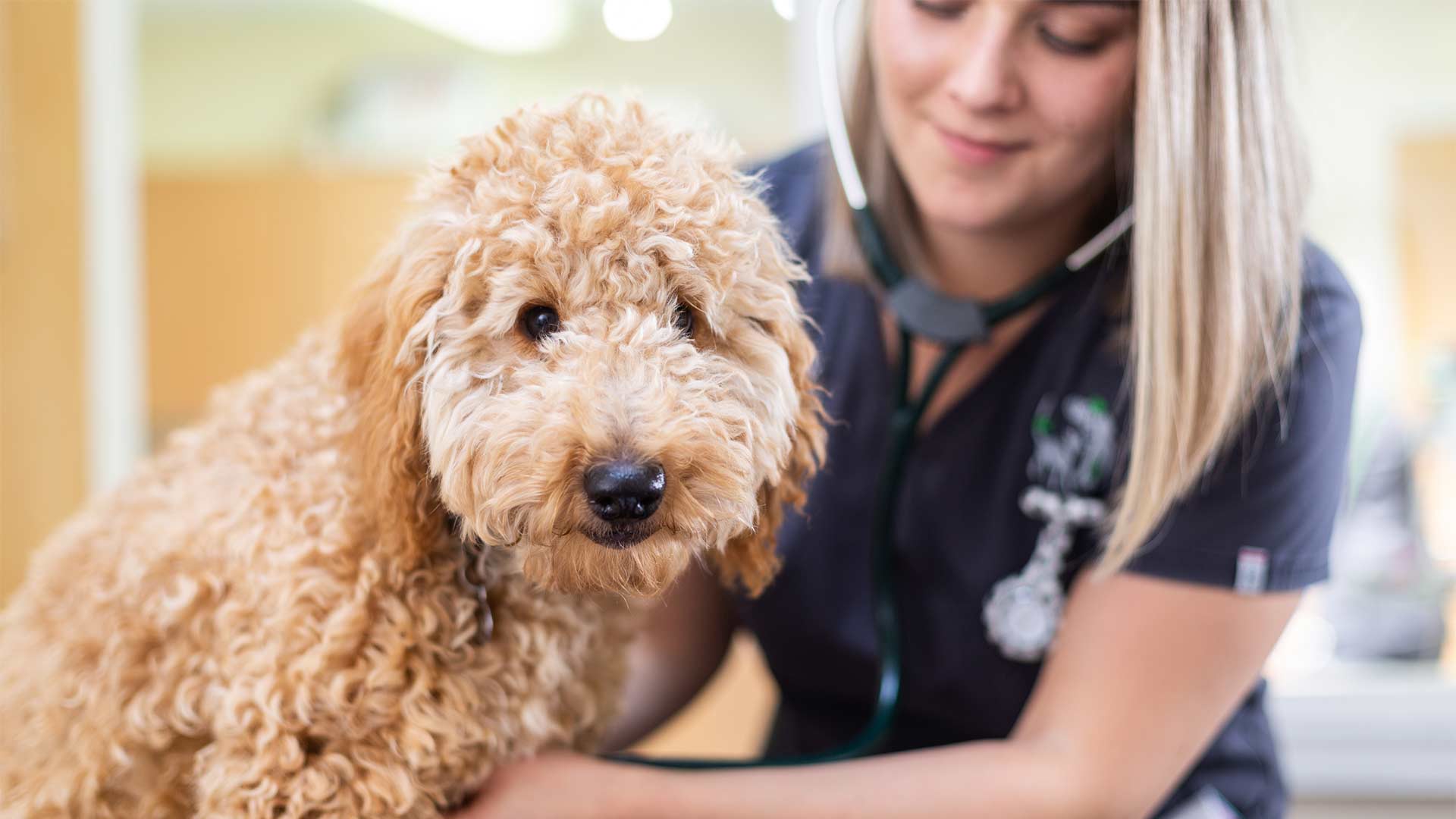 Scott Vets Team | Vets in Great Barr - Scott & Lydon Vets