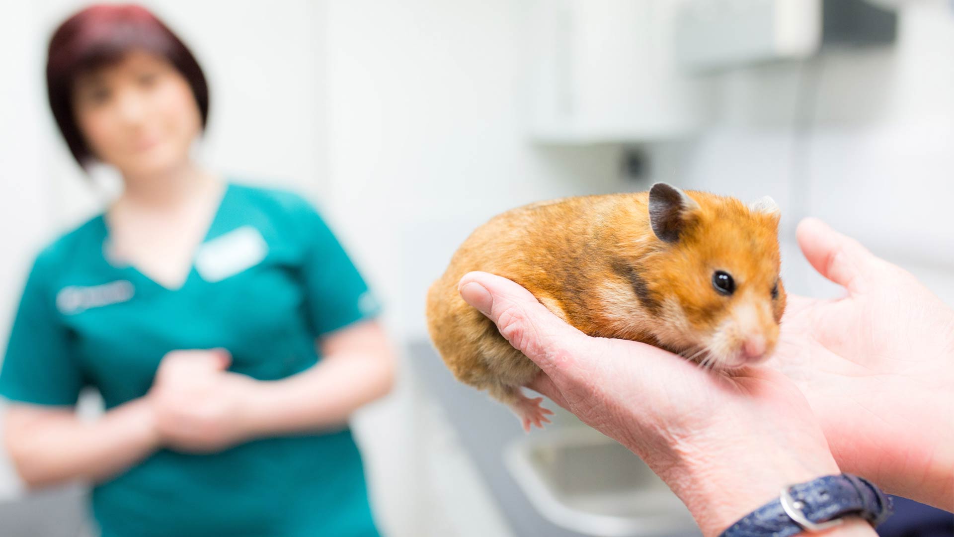 About us | Local Vets in Romsey - Mainstone Veterinary Clinic