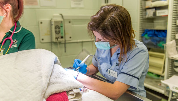 About Manor Veterinary Clinic | Exceptional Veterinary Care in ...