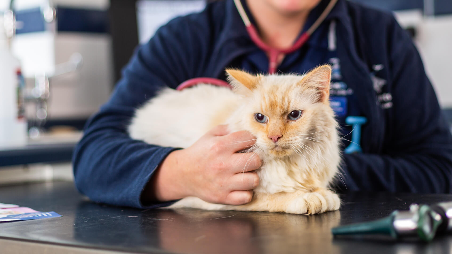 K-Laser Therapy | Local Vets in Birmingham - Manor Vets