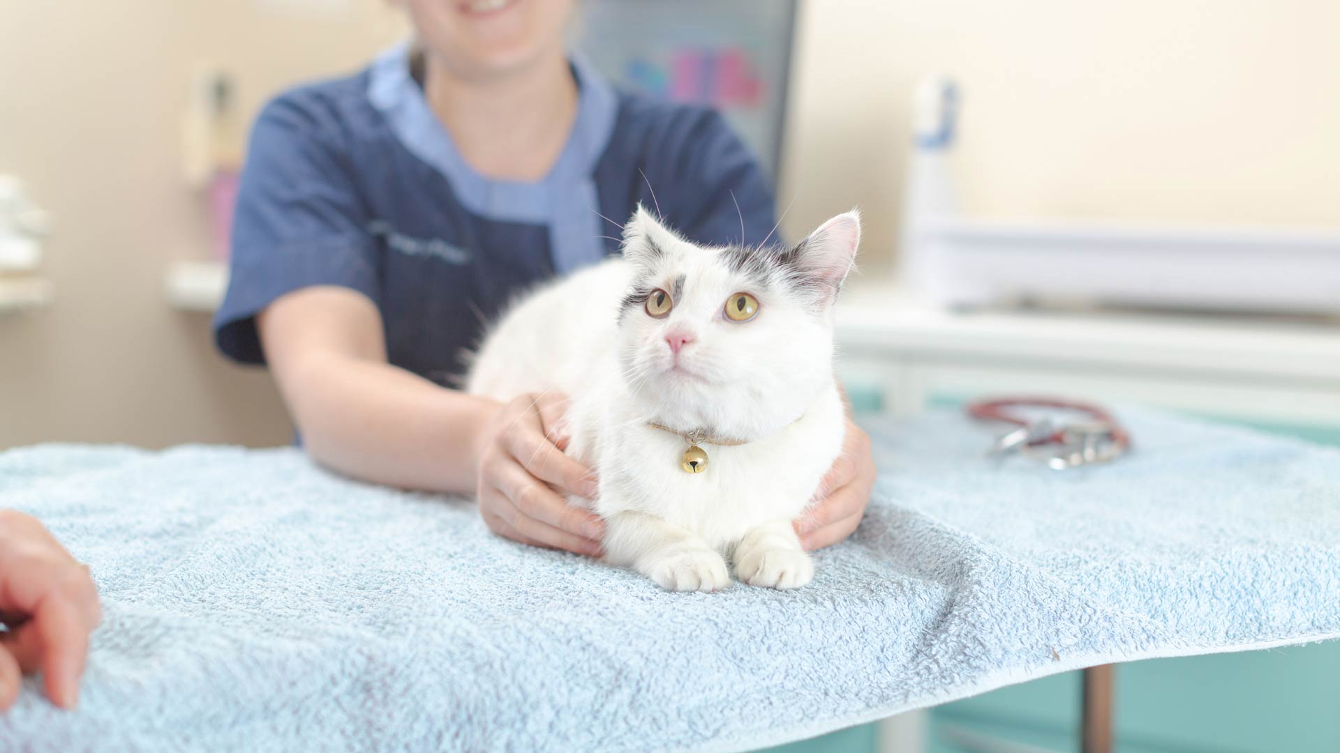 Contact Our Veterinary Team | Birmingham | Manor Vets - Manor Vets