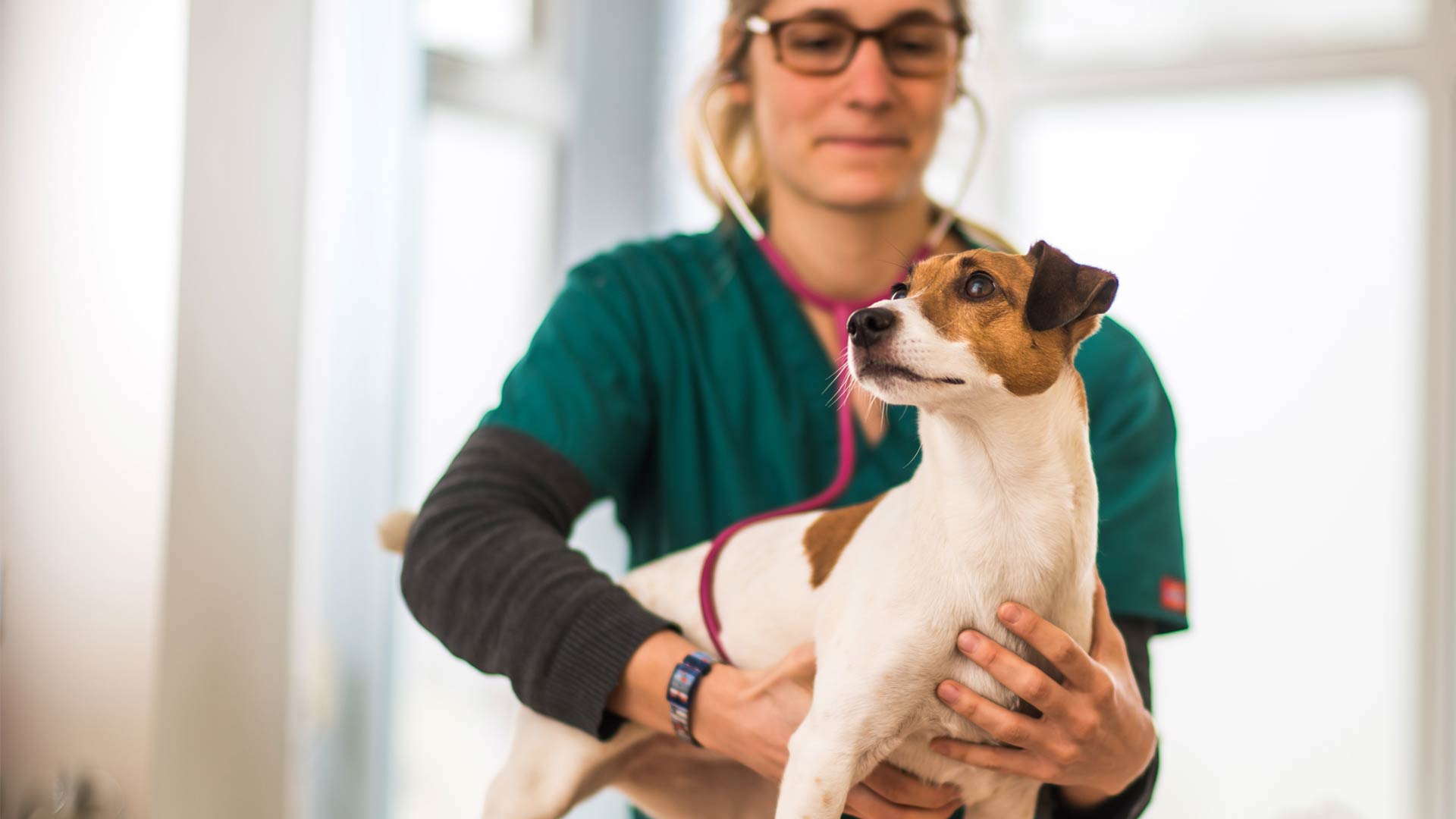 Veterinary Referrals | Local Vets in the West Midlands - Manor Vets