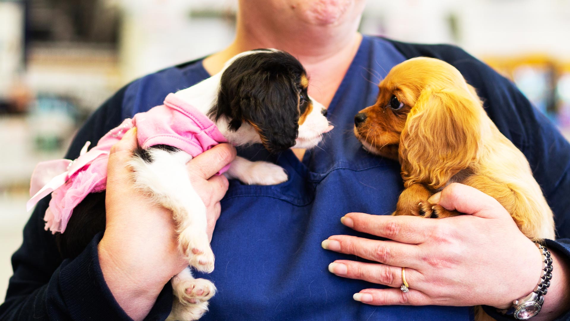 Pet Care in Pershore | Pet Advice Martin and Carr - Martin and Carr Vets