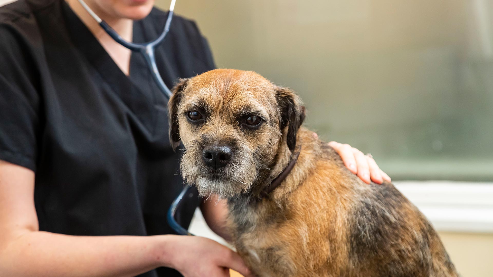 Small Animals | Local vets in Ayrshire - MBM Vet Group