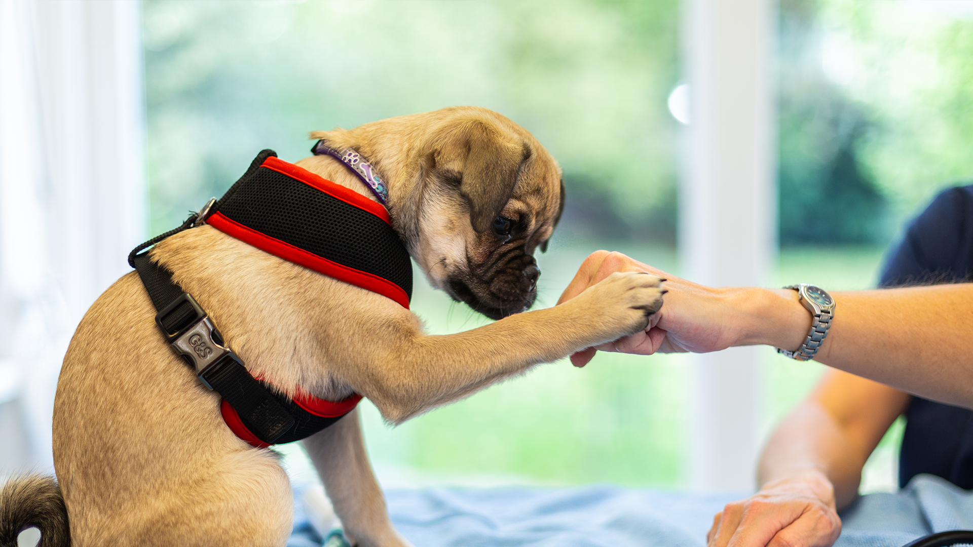 Contact Our Veterinary Team in Hampshire - Midforest Vets