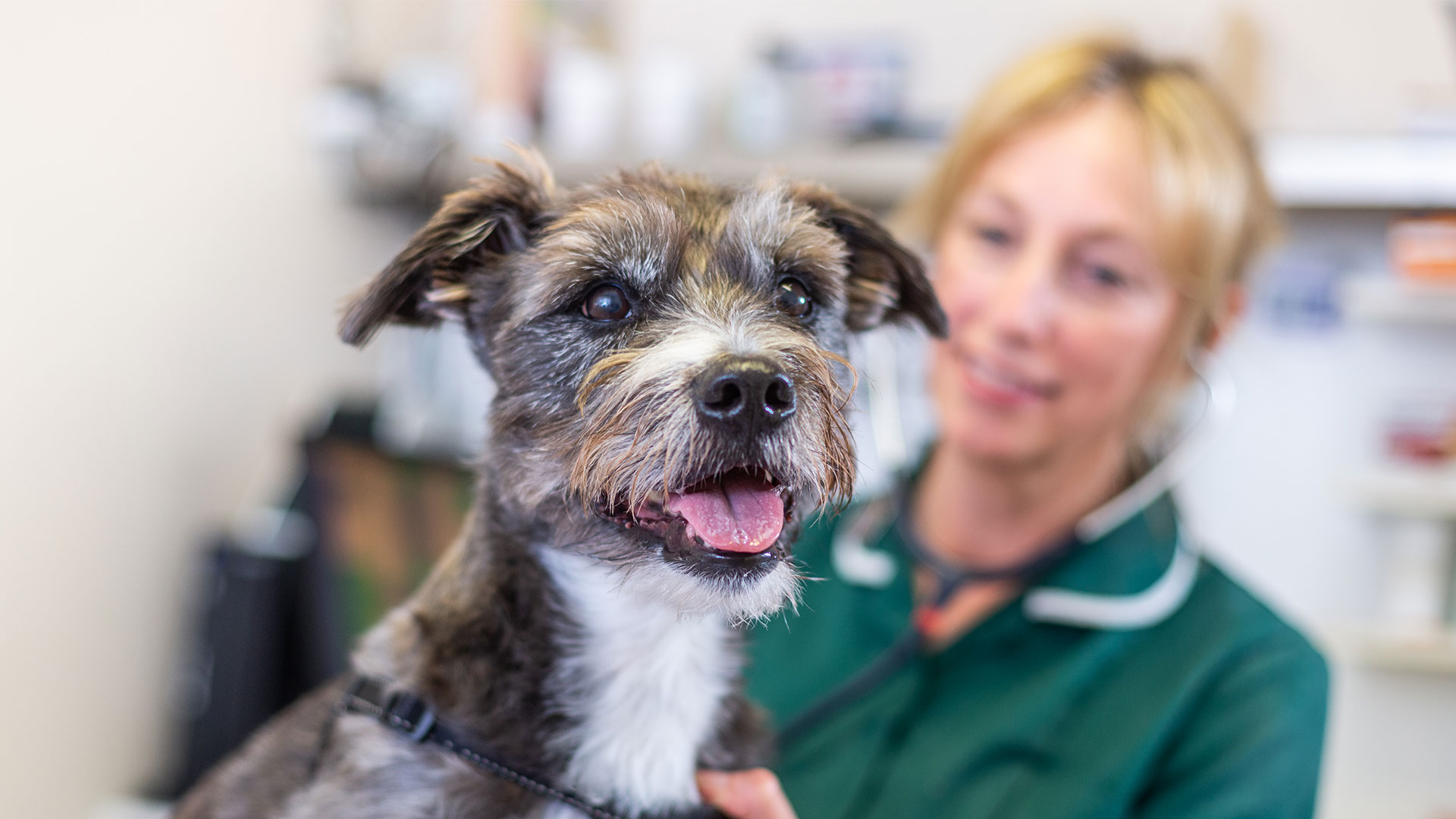 About Us | Local Vets in East London - Midland Veterinary Surgery