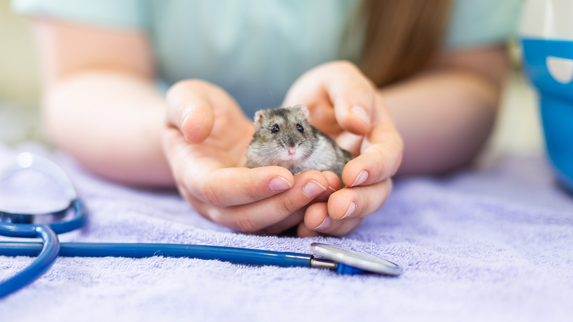 Local Vets in East London | Midland Veterinary Surgery - Midland ...