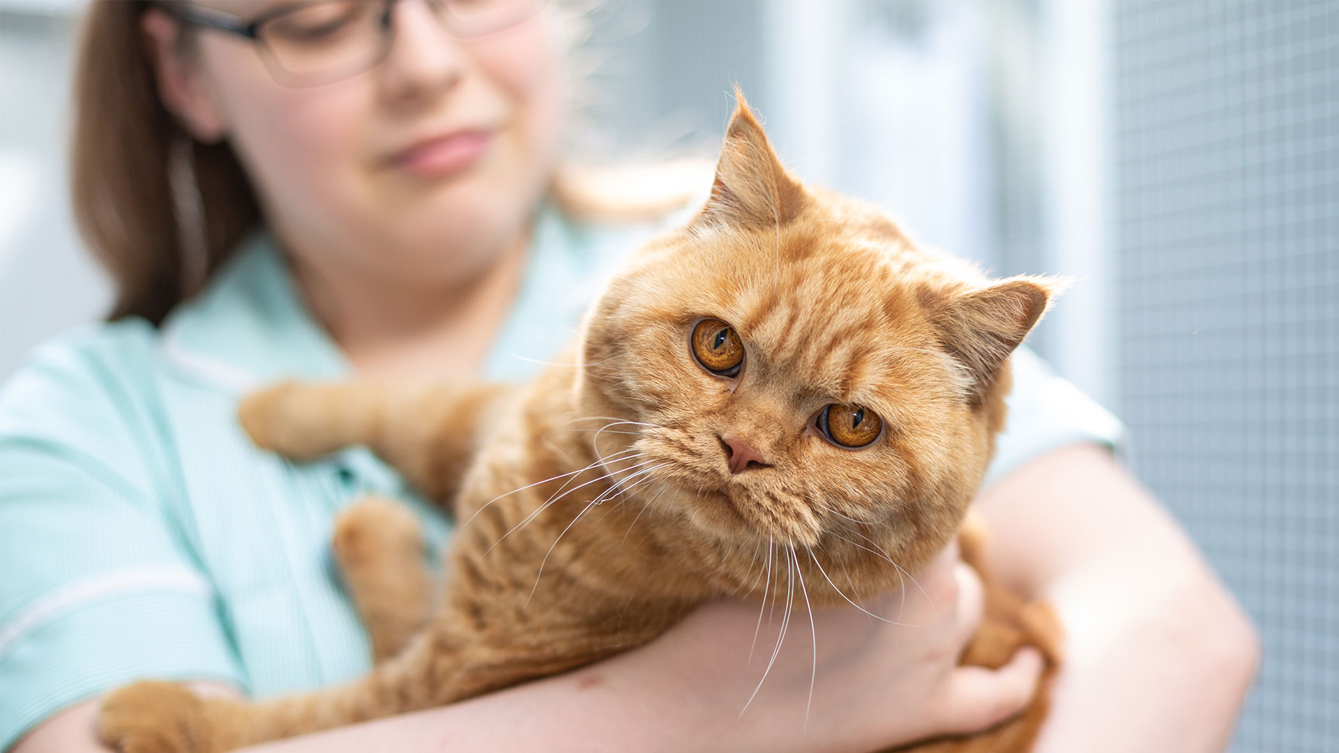 Precious Pet Photos | Local Vets in East London - Midland Veterinary ...