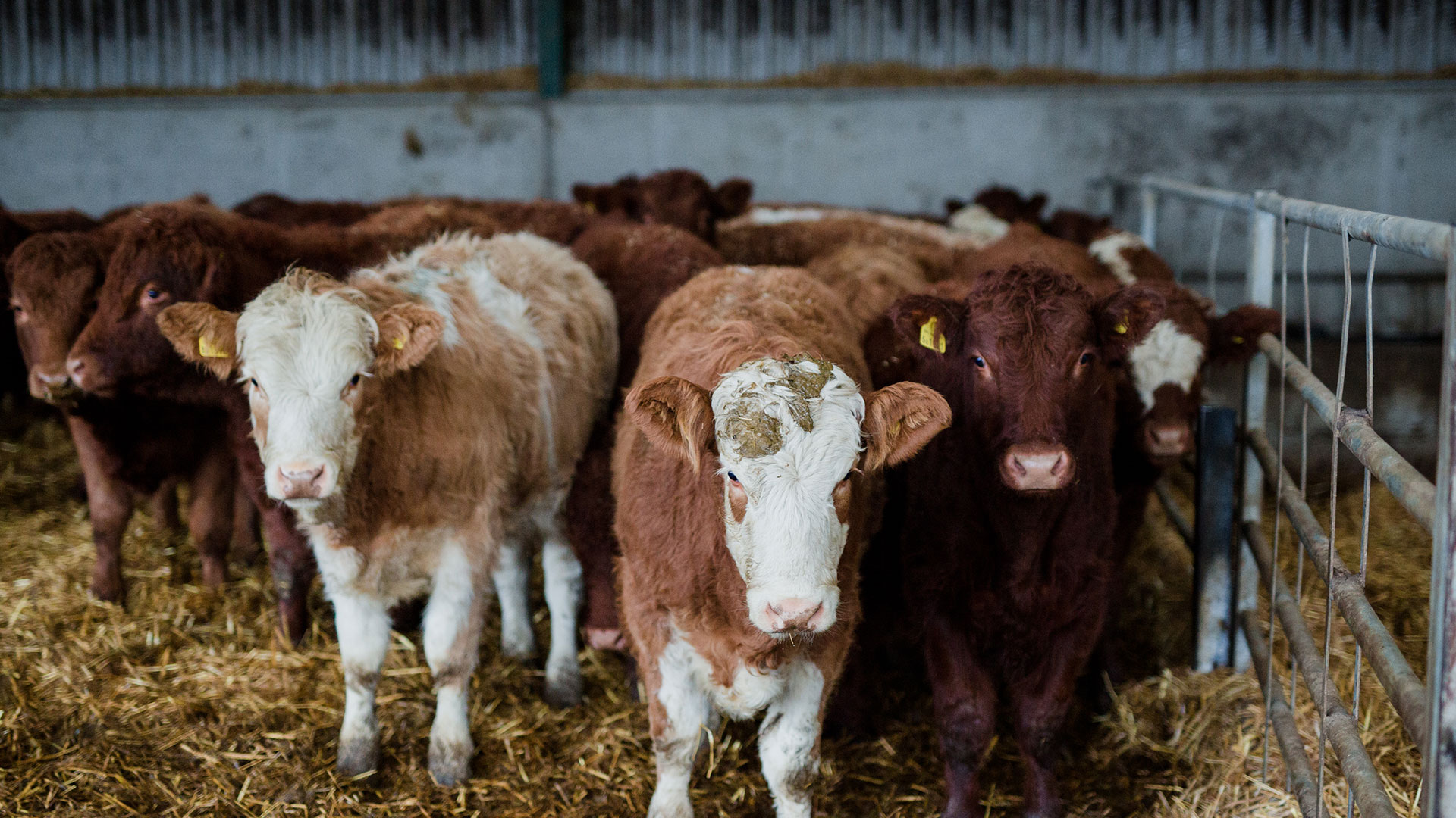 Livestock Care at Milan Vets | Local Vets in Castletown, Douglas and ...