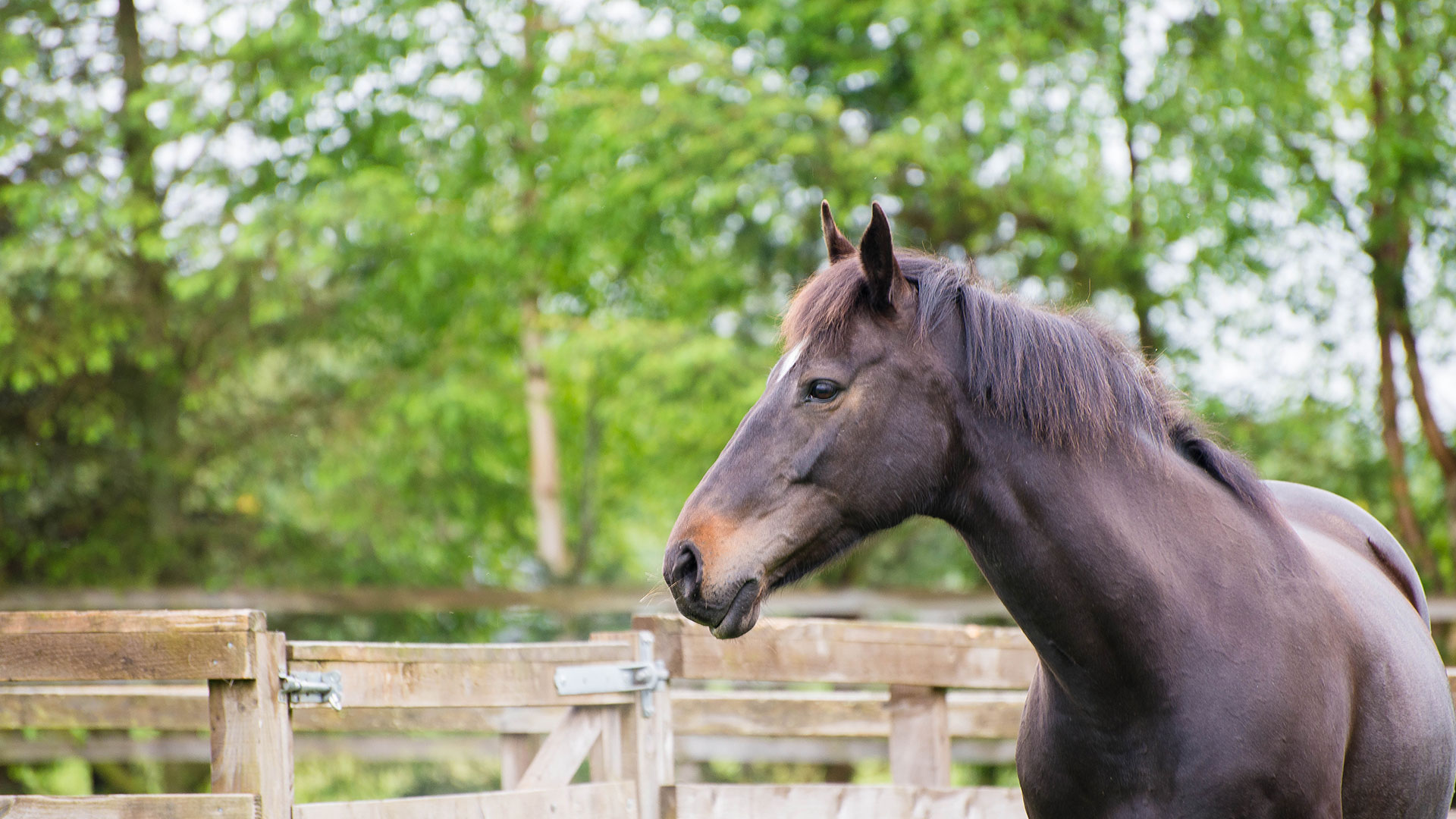 Equine Vets at Milan Veterinary Practice | Local Vets in Castletown ...