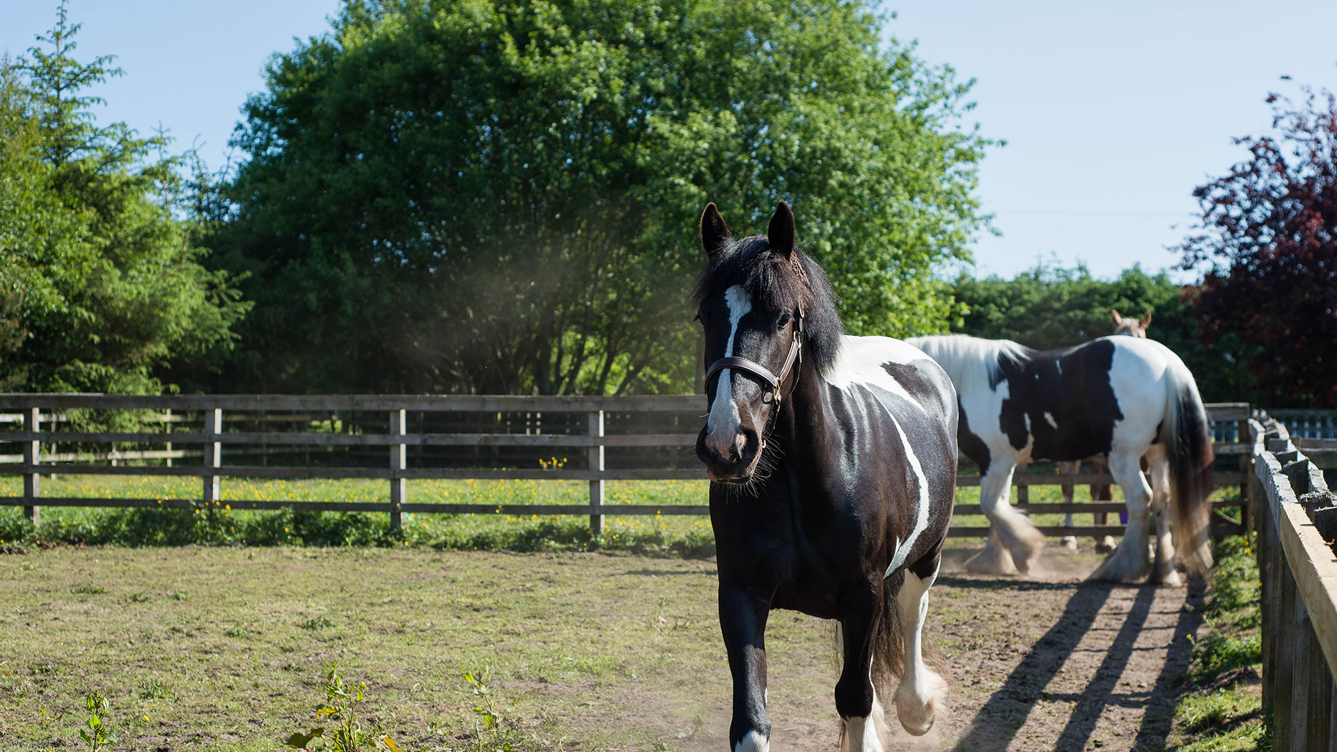 Equine Health Plan | Isle of Man - Milan Vets