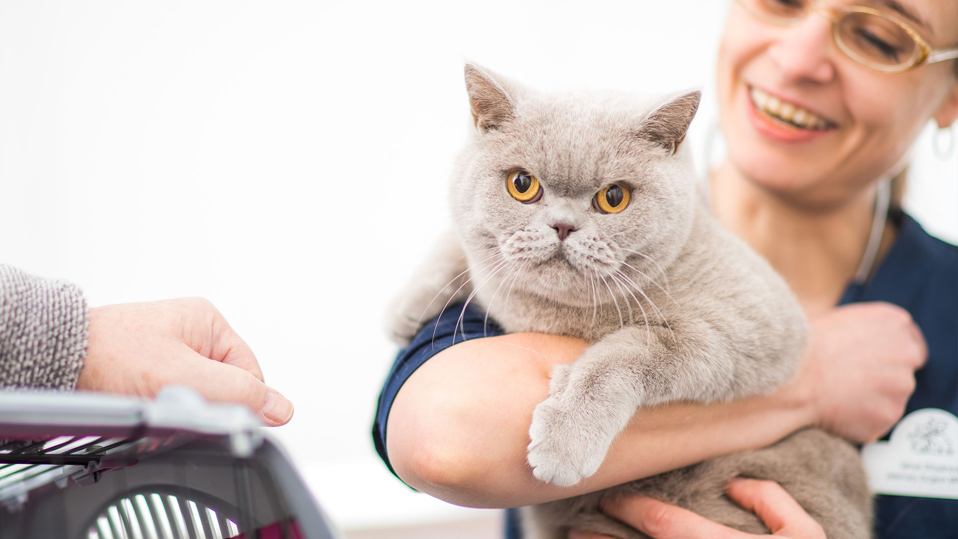 Small Animal Clinic at Milan Vets | Local Vets in Castletown, Douglas ...