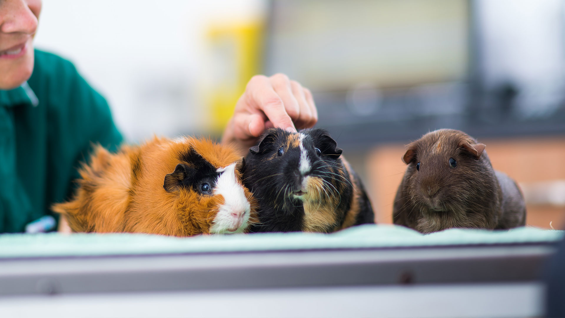 Vet Services in Coleraine, Northern Ireland from your Local Vet ...