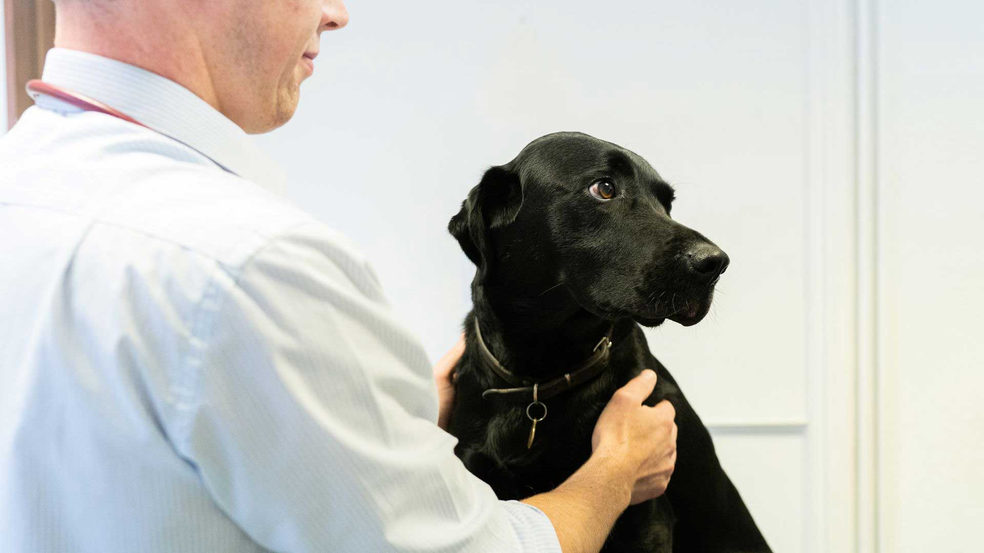 Veterinary Referrals | Local Vets in Norfolk - Mill House Vets