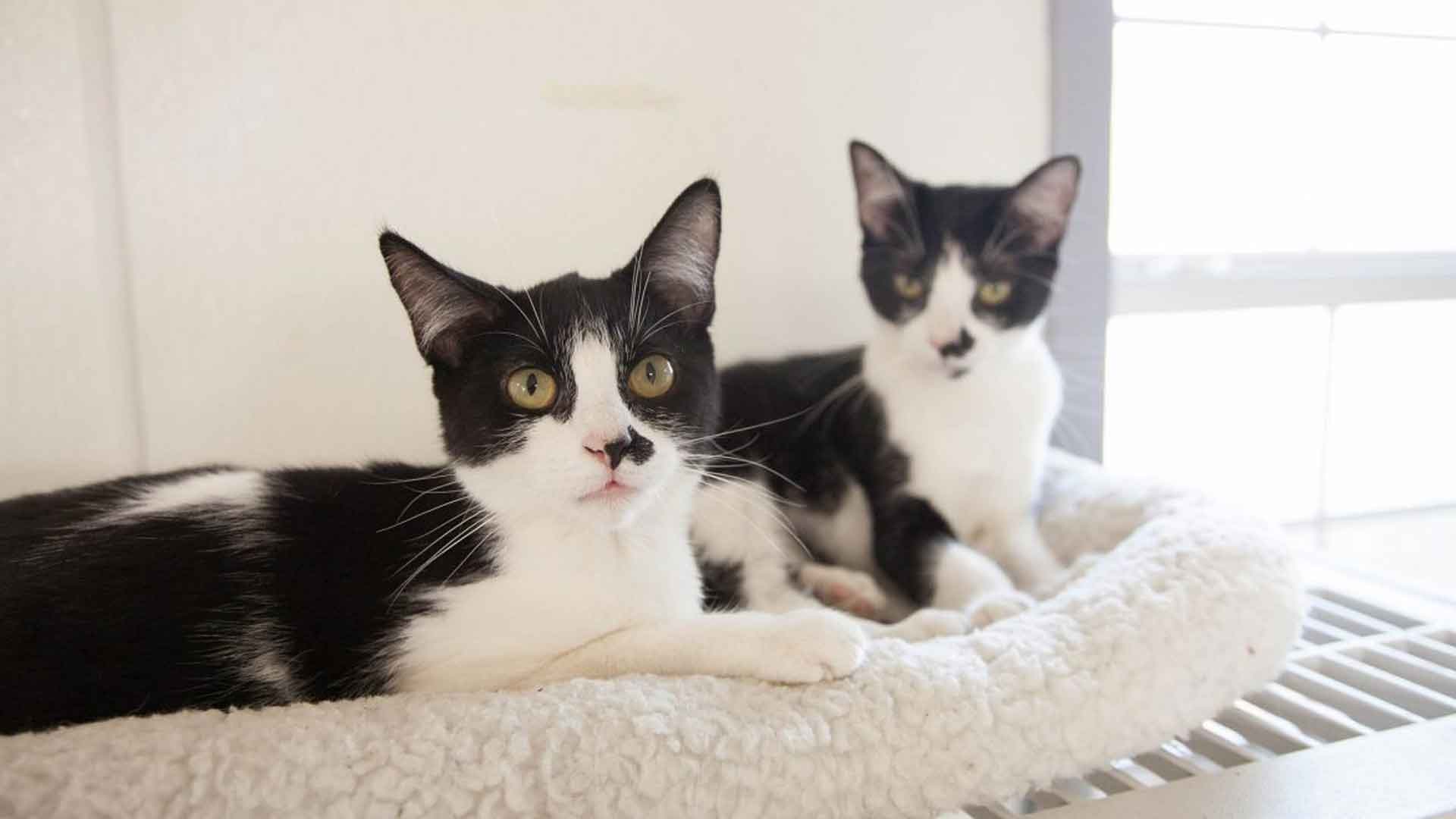 Veterinary Services for Cats | Local Vets in Dorset & New Forest ...