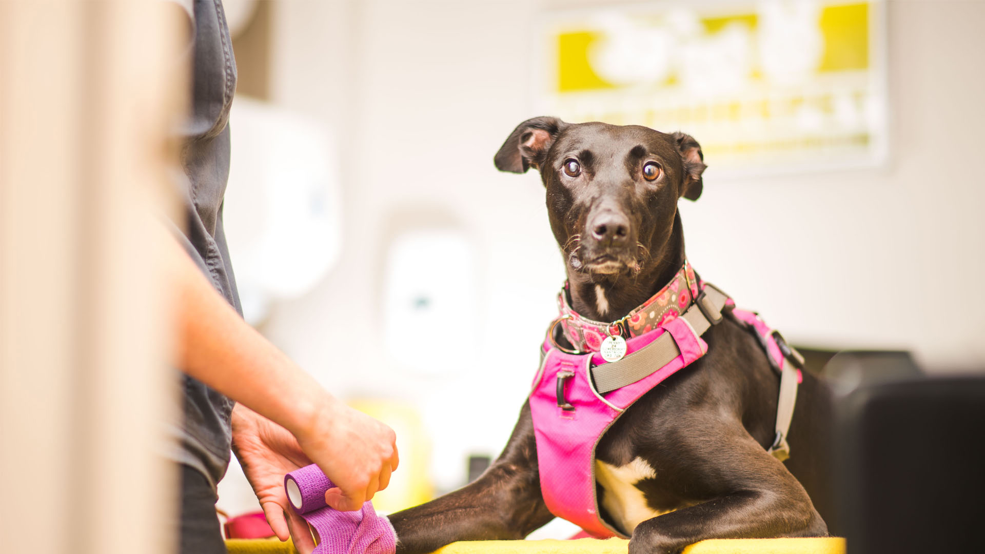 Post-operative care | Referrals Vets North East - Moorview Referrals