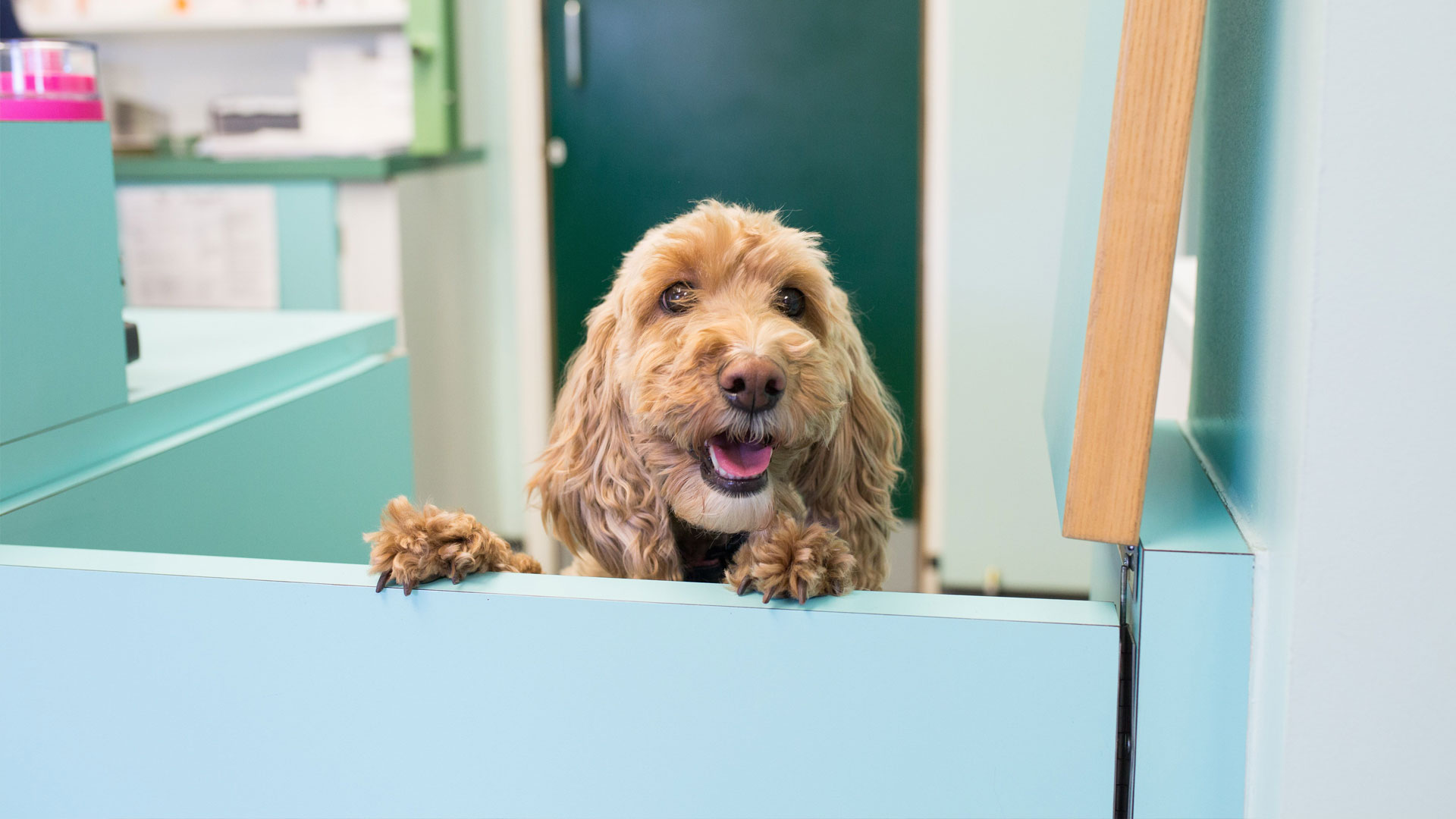 Contact Our Veterinary Team | Newcastle & Northumberland |Moorview Vets ...