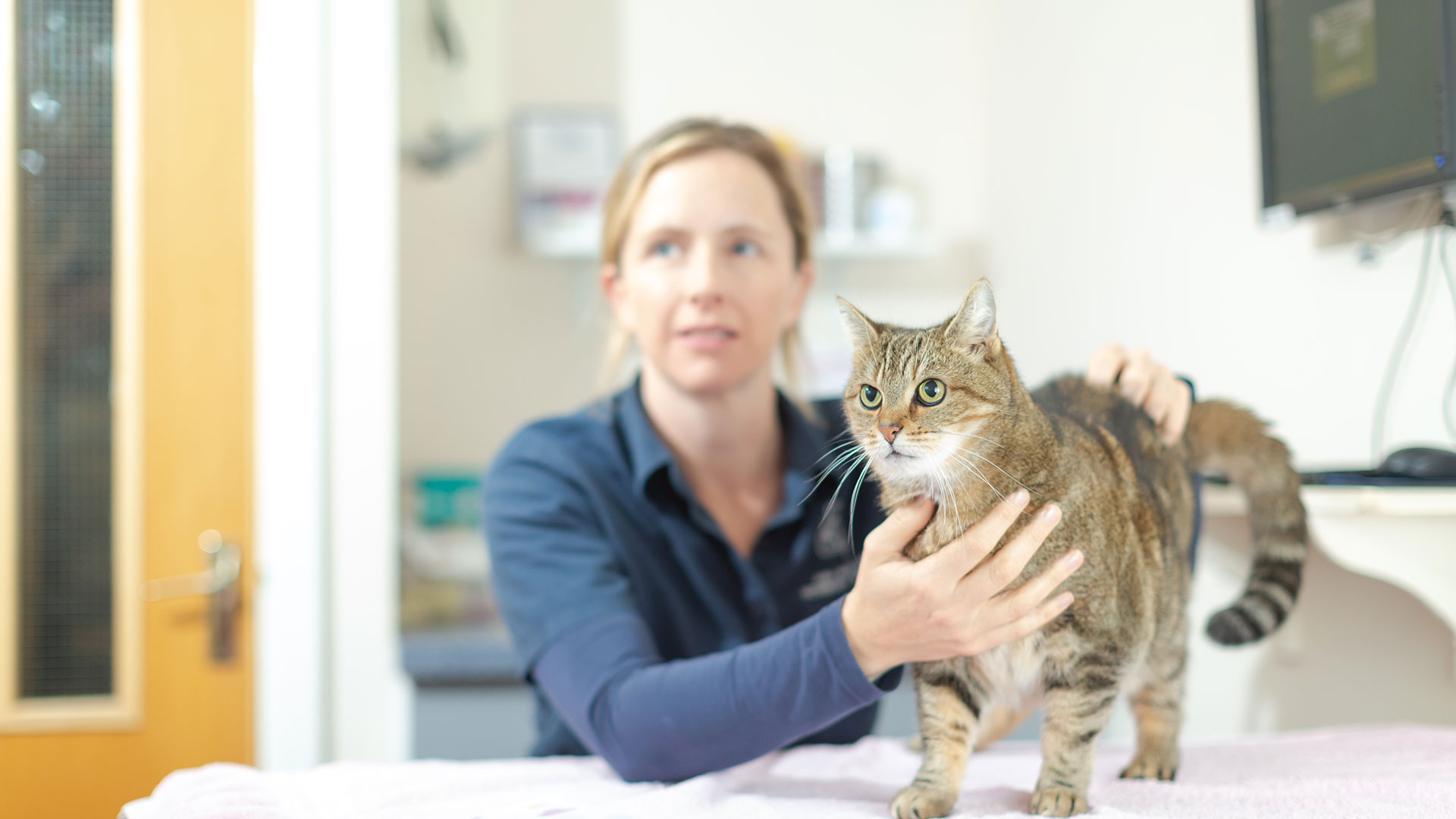 Vets in Suffolk | Sudbury Vets - Mulberry Vets