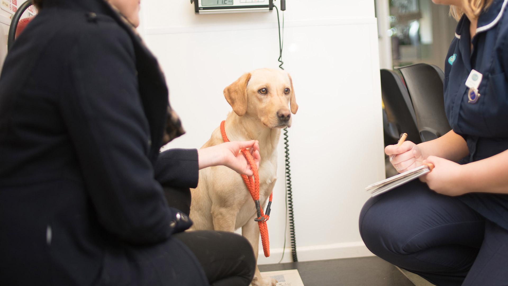 Vet Services in Somerset from your local community vet - Natures Vet Clinic