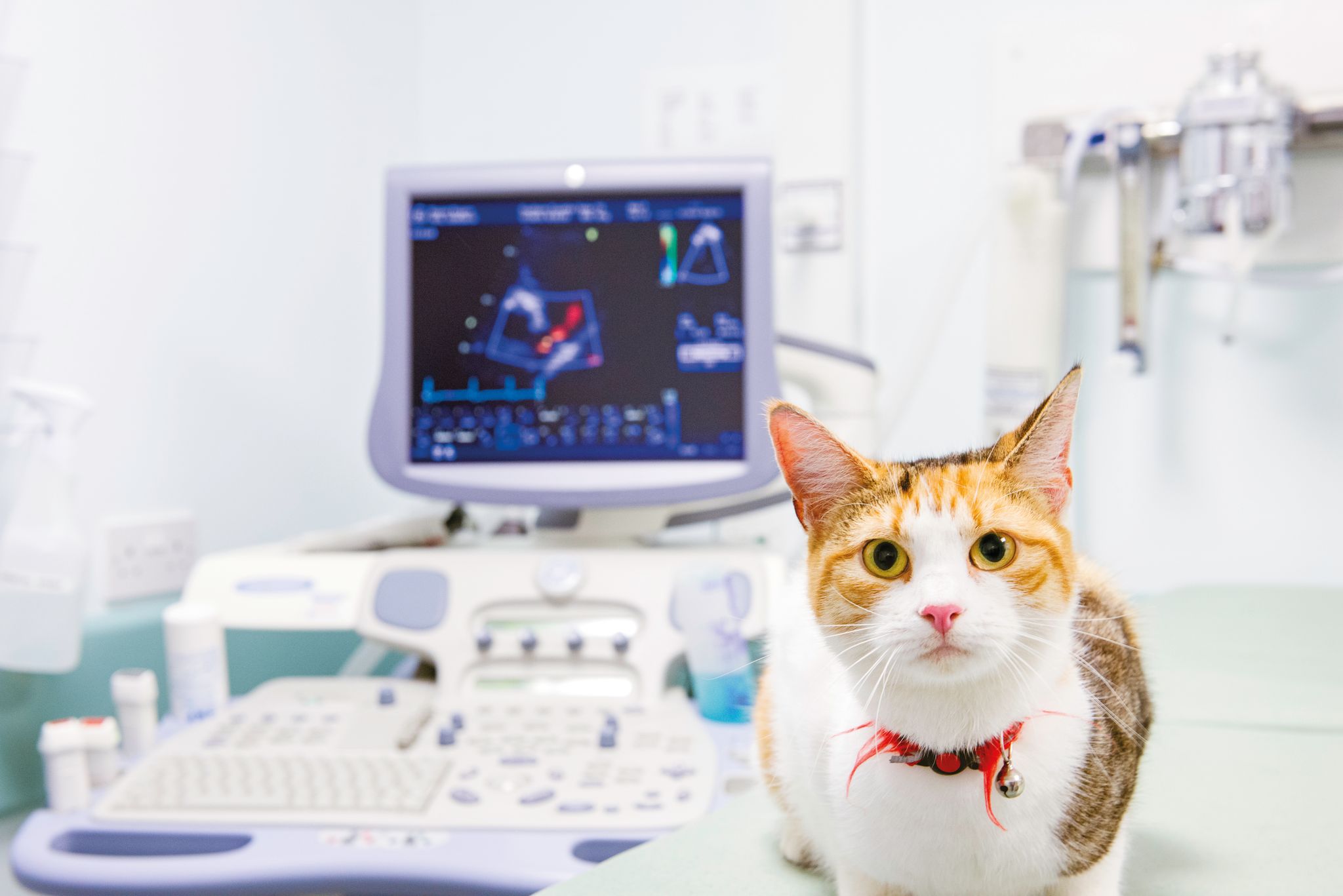 Emergencies | Local Vets in Brighton - New Priory Vets