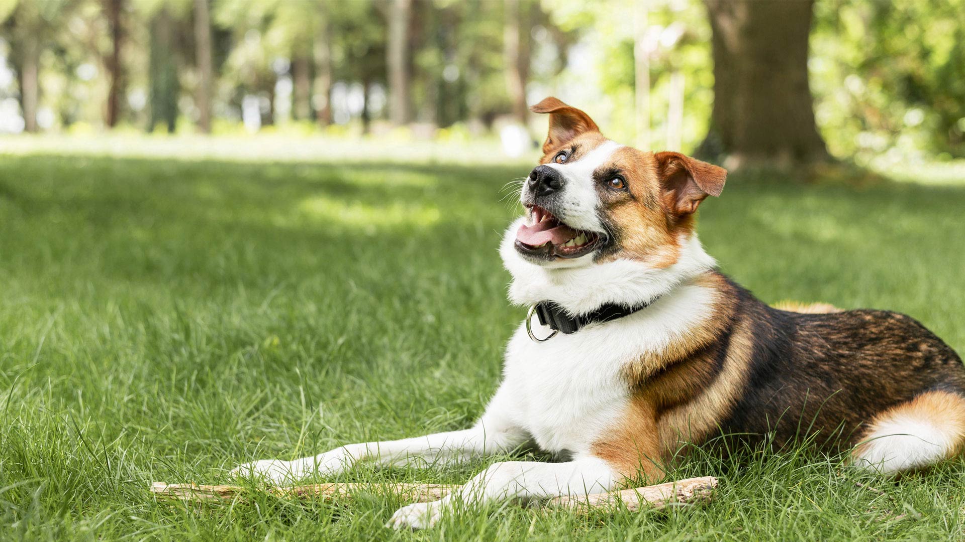 Referrals | Local Vets in Brighton - New Priory Vets