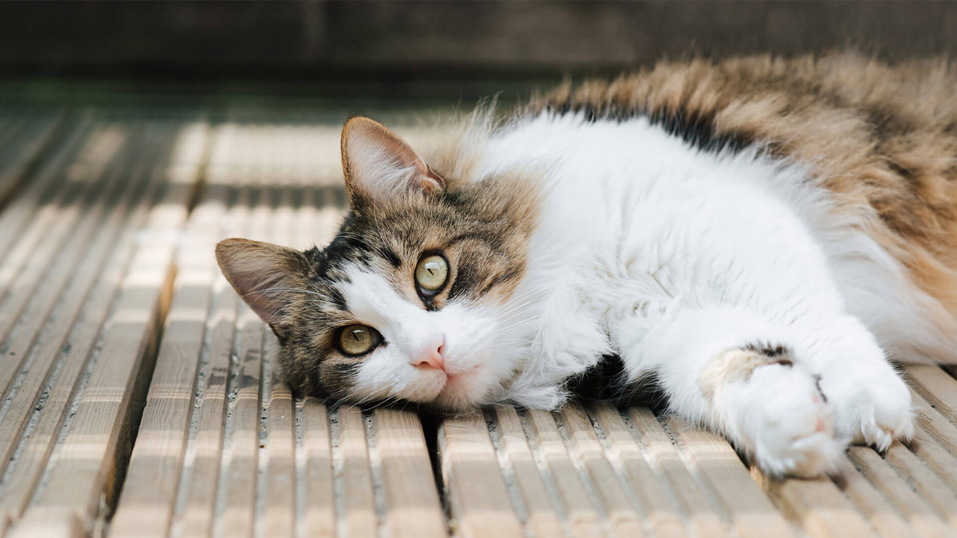 Oban Veterinary Surgeons | Blog - Oban Vets