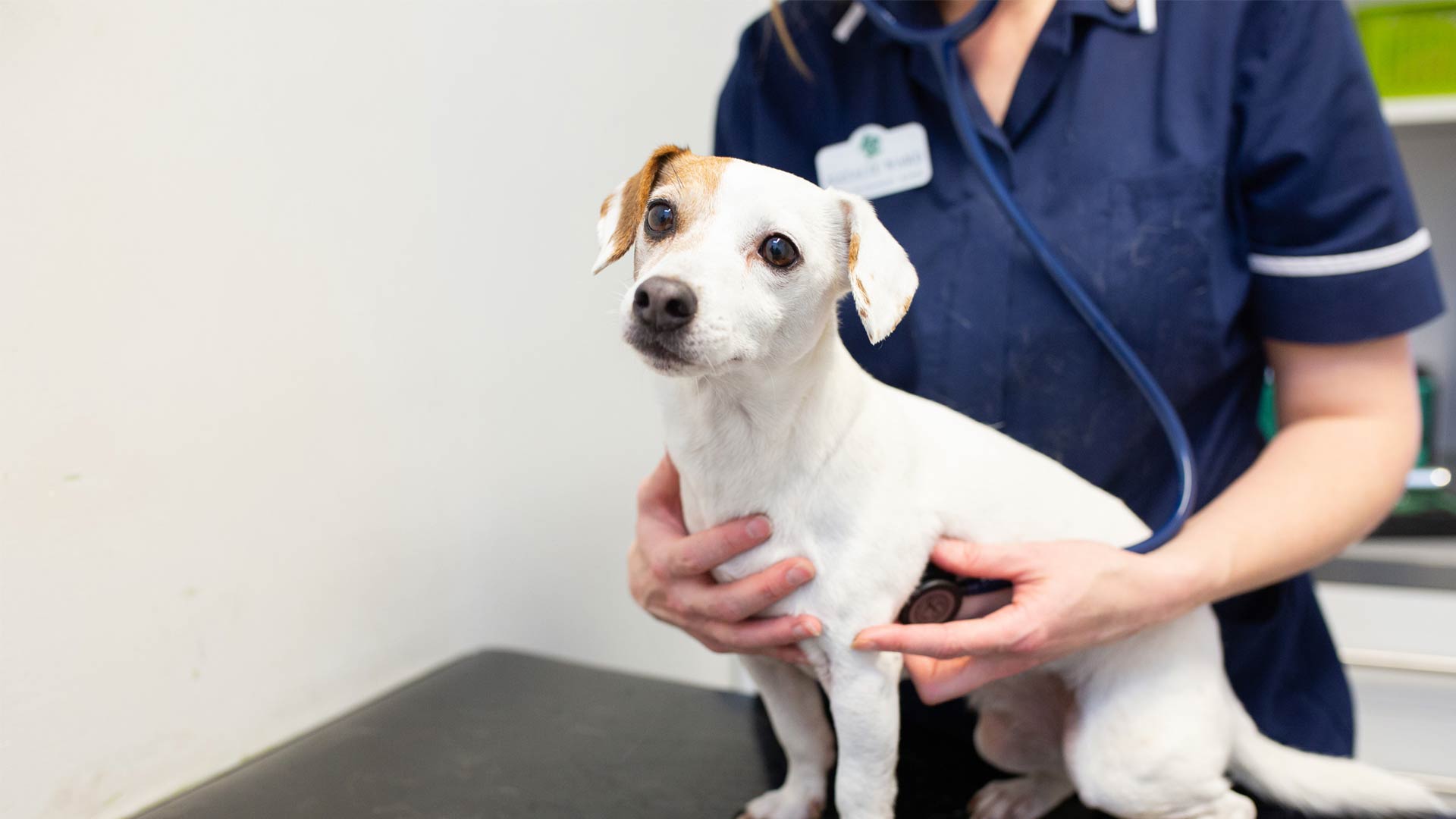 Our Practices | Local Vets in Ardee and Dunleer - O’Dowd Veterinary ...